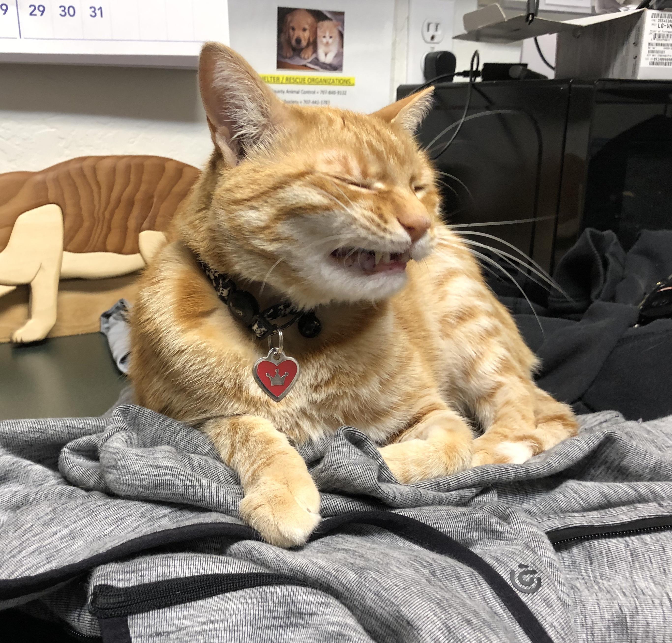 I finally caught one! | Scrolller