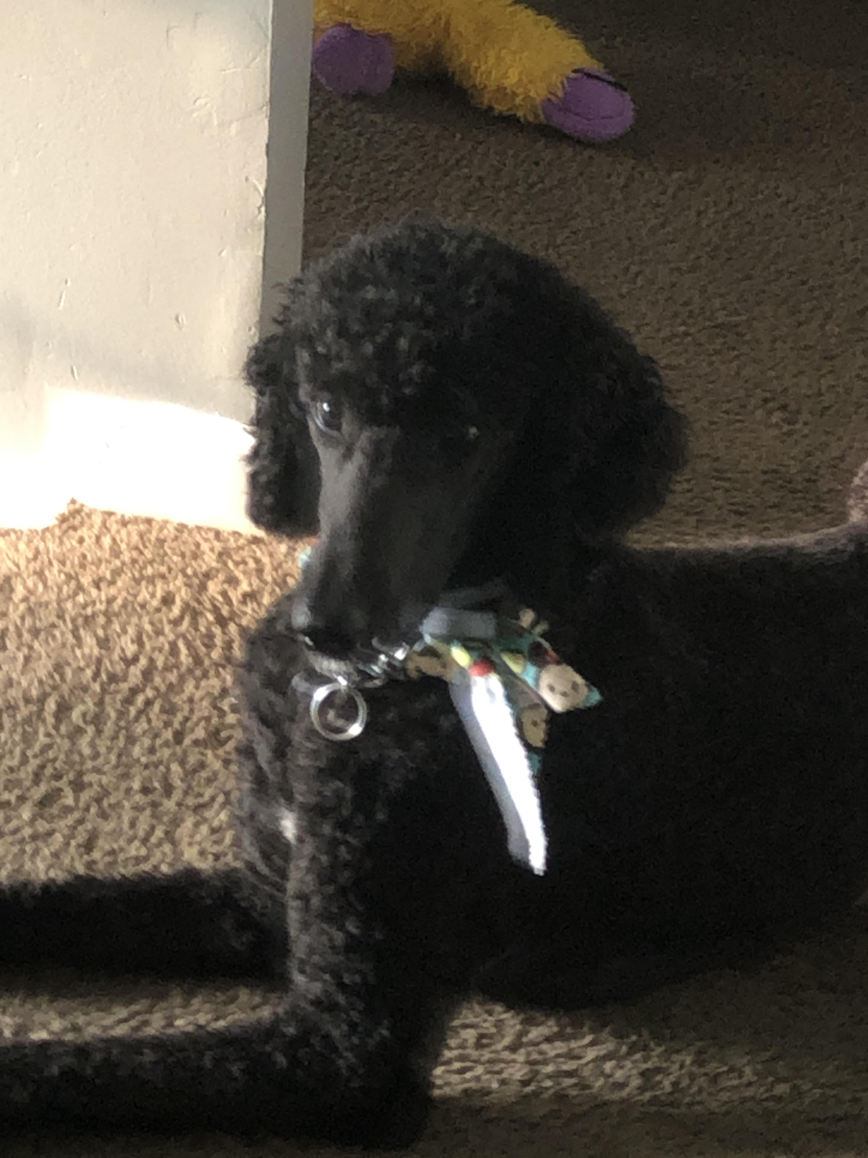 I finally got my pupper to sit still | Scrolller