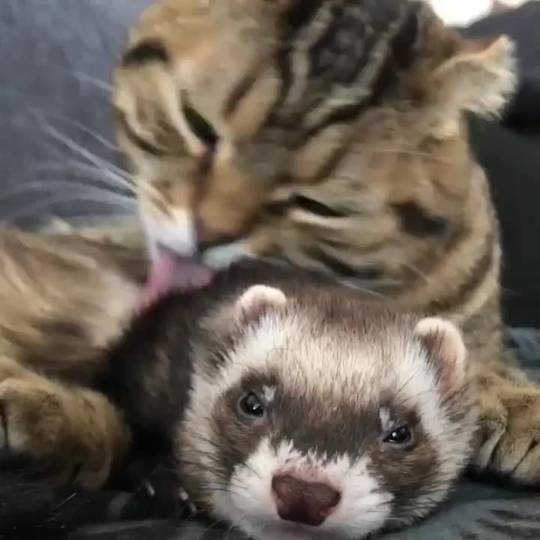 Cat & ferret! | Scrolller