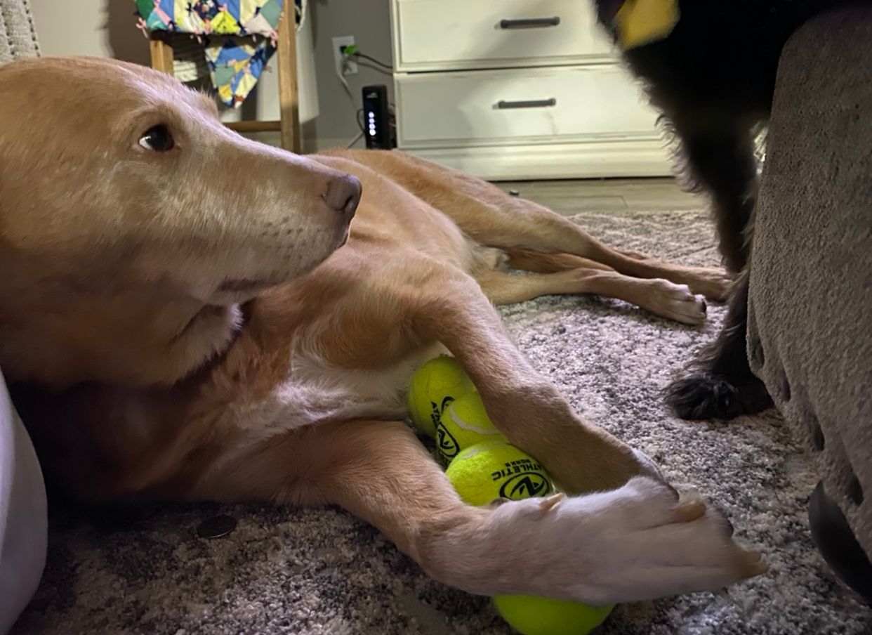 I have a greedy doggo on my hands... | Scrolller