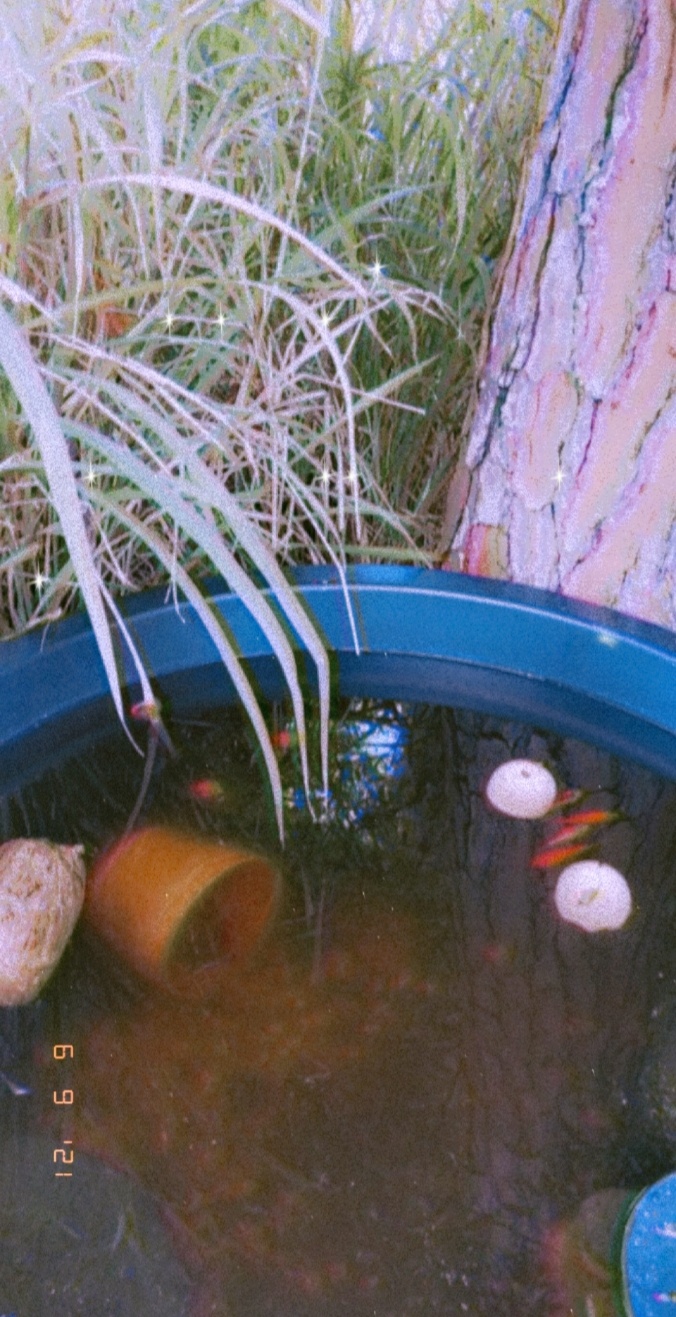 I have a widdle pond | Scrolller
