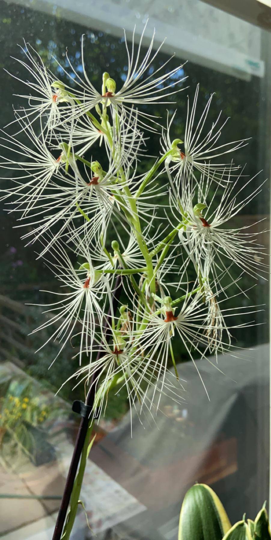 I heard you like bog orchids, so here’s my Medusa in full bloom | Scrolller