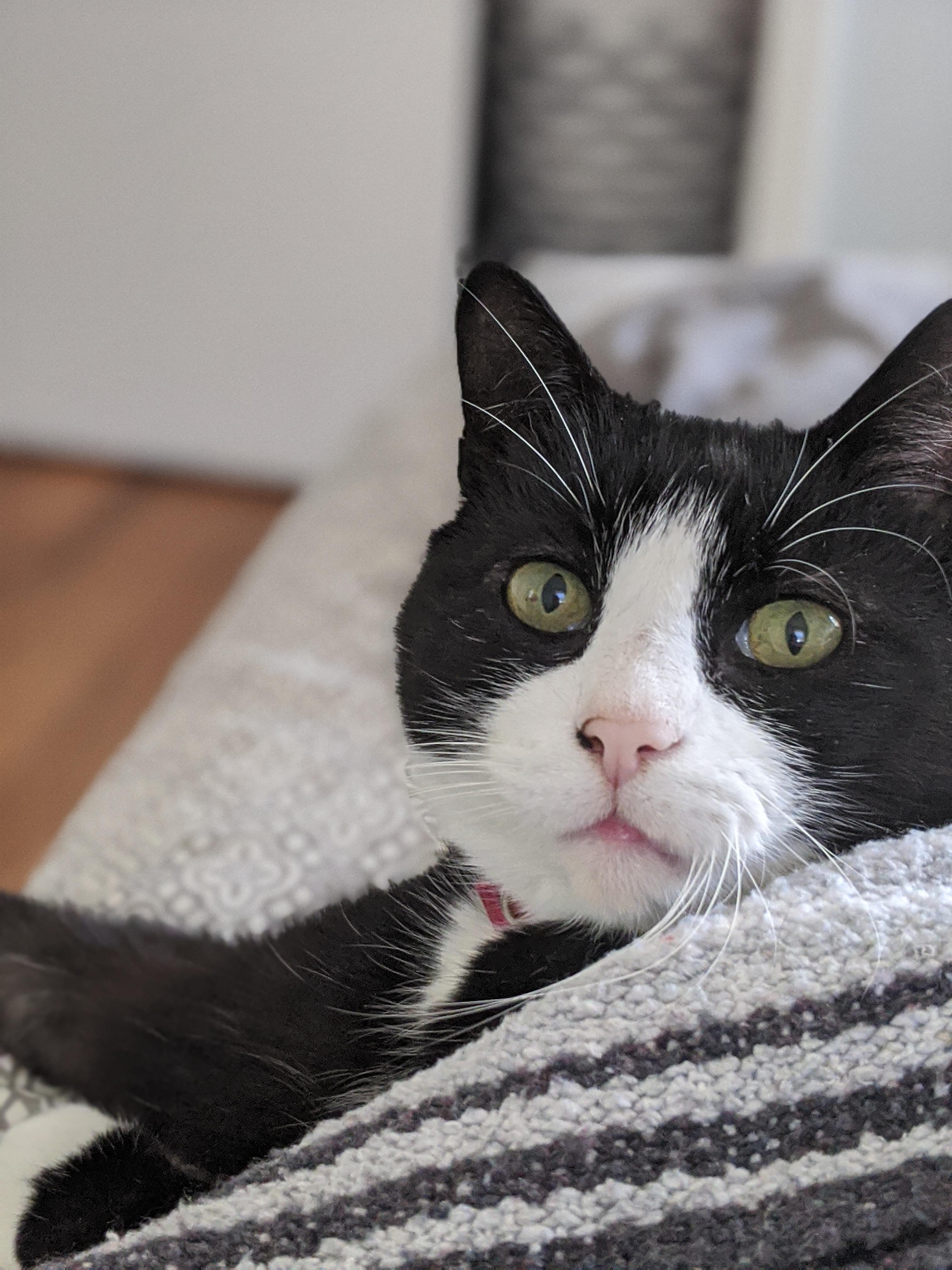 I interrupted his morning groom session | Scrolller