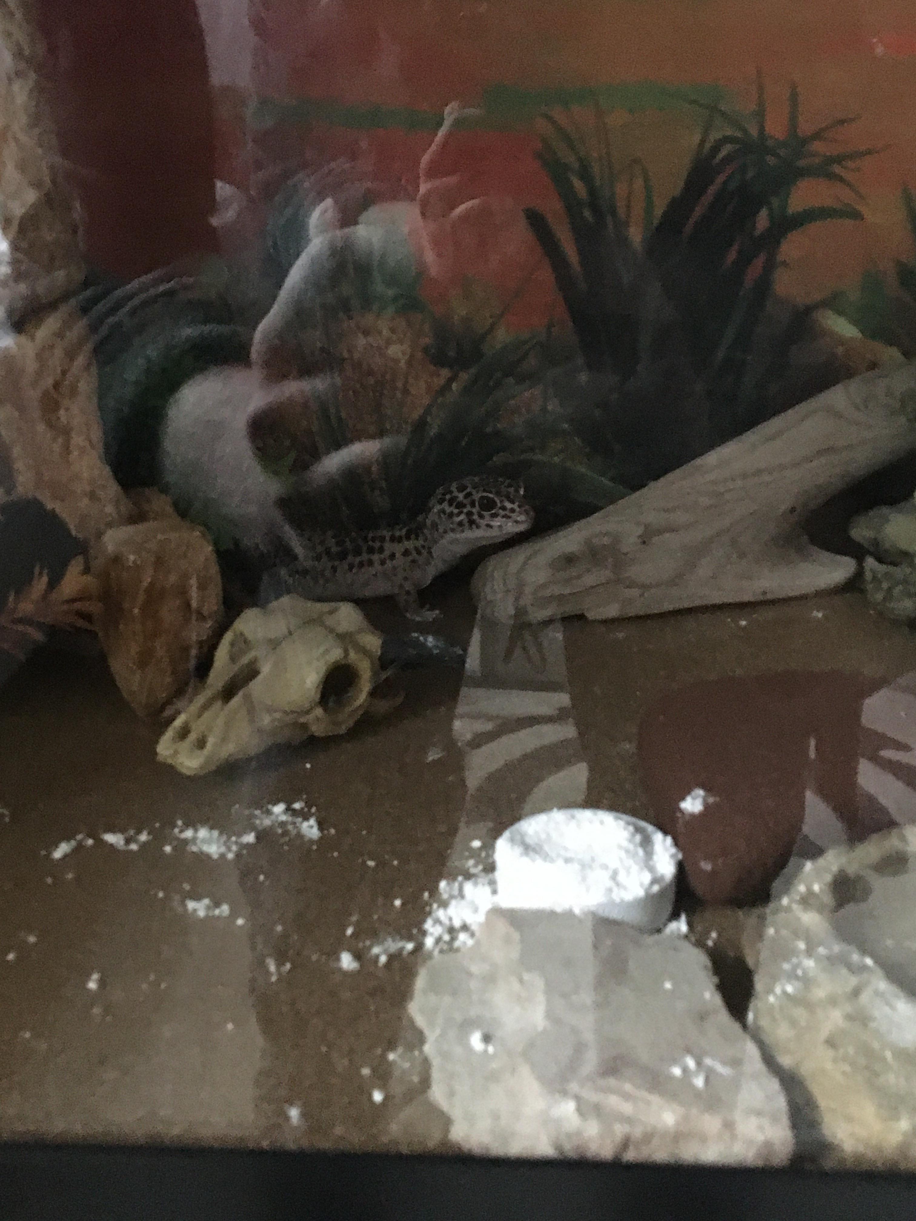 I just cleaned it, look how damn smug he is | Scrolller