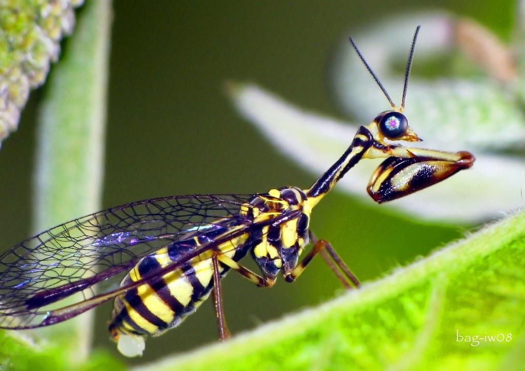 I just discovered this bad boy and they are now my favorite insect, i ...