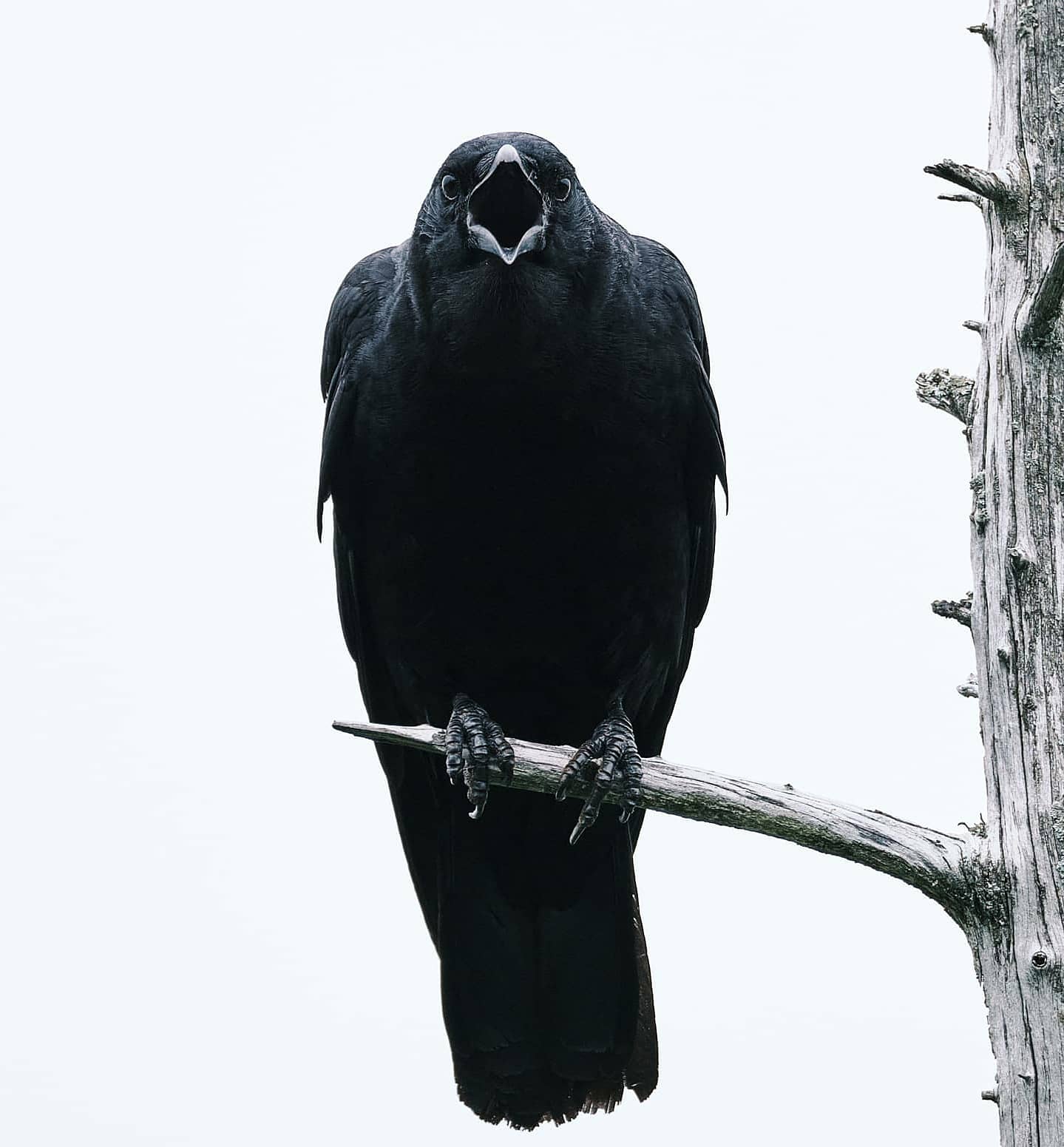 I know it's another common one but crows are badass | Scrolller
