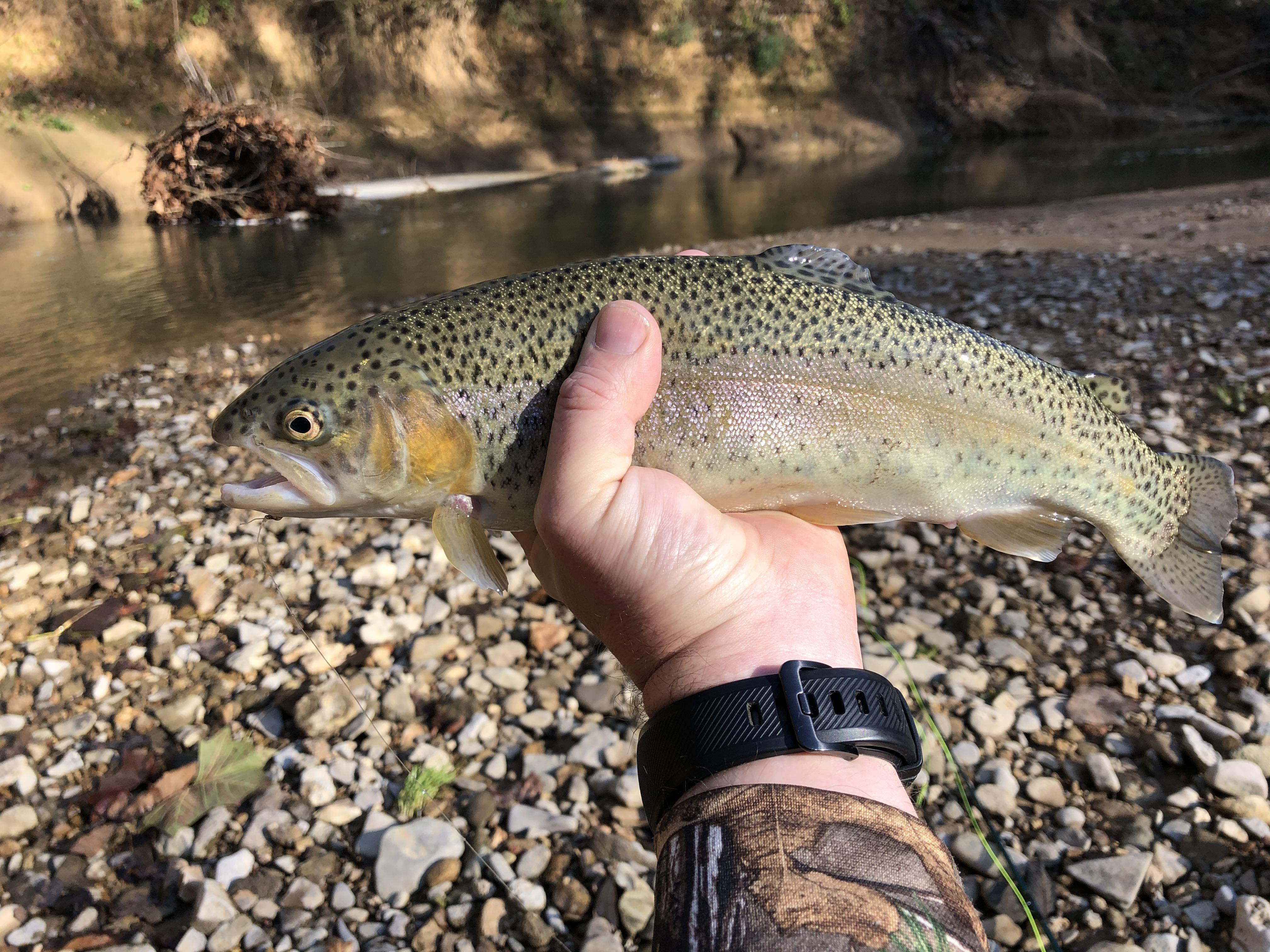 I learned to fly fish this year, I am hooked | Scrolller