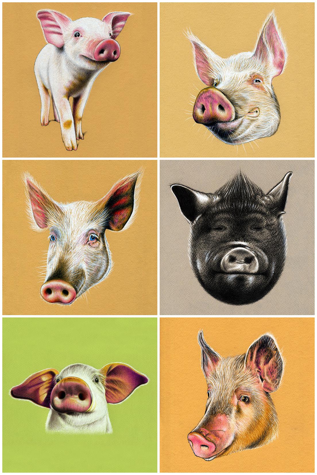 I like to draw Pigs! | Scrolller