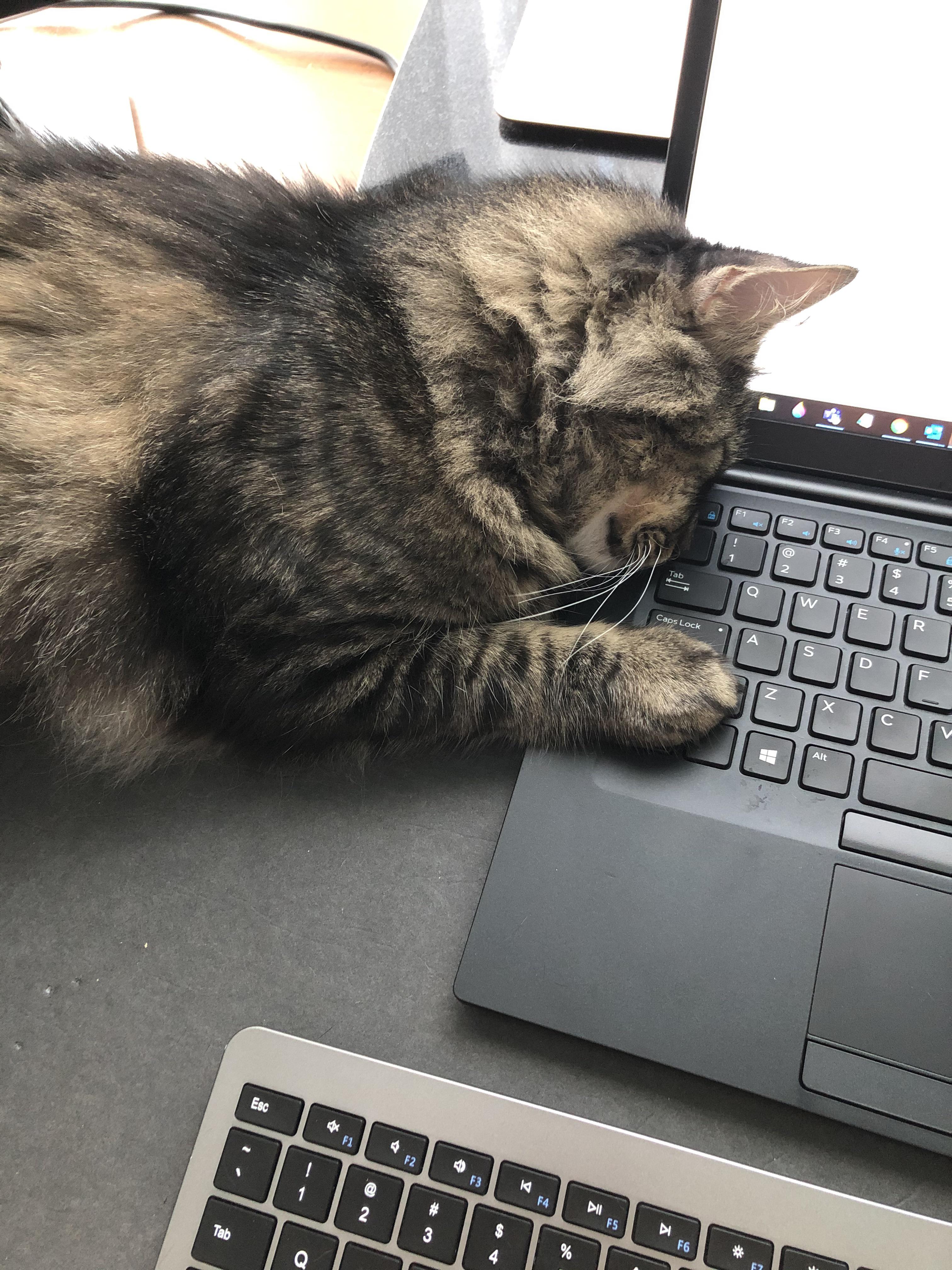 “I’ll go into the office, but you can’t make me work” - Teddy, probably | Scrolller