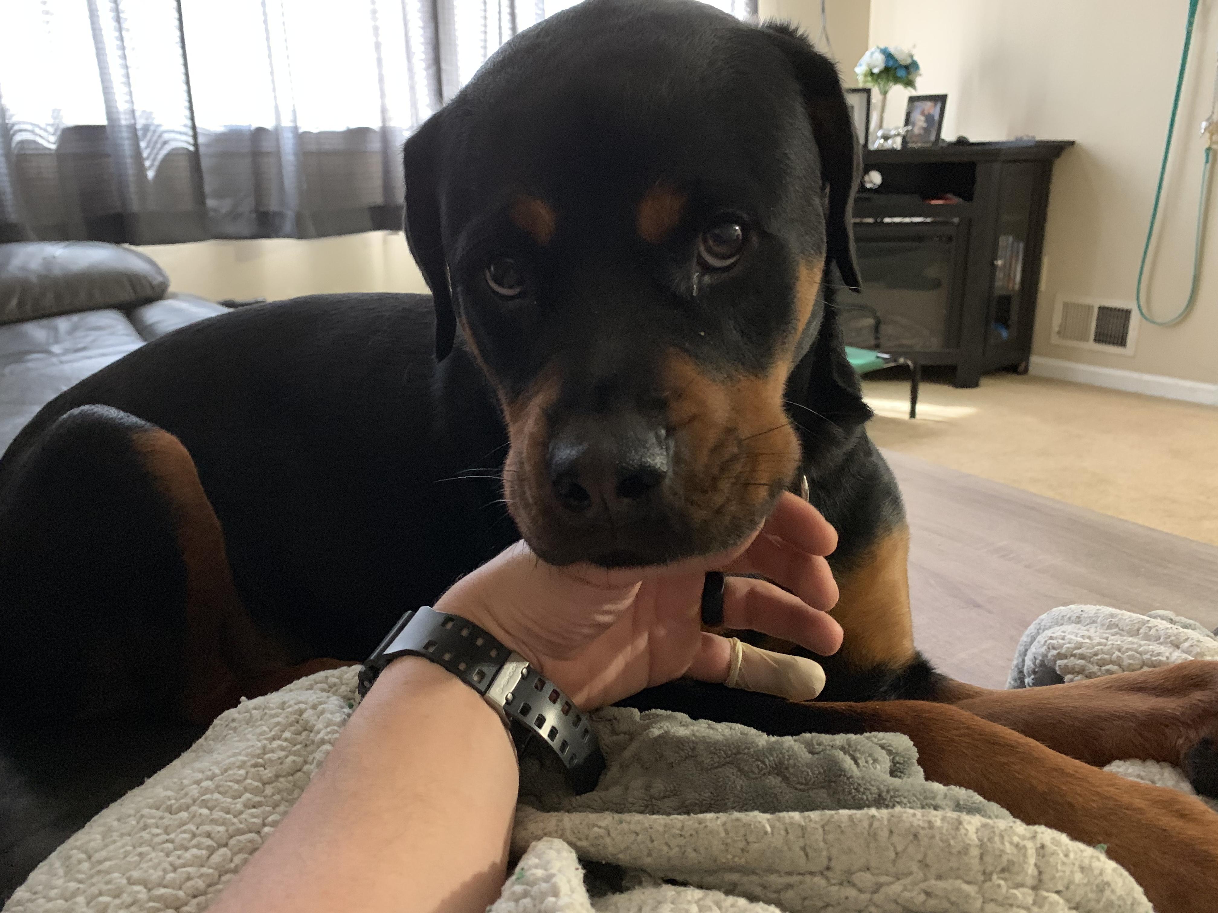 I lost my best friend this morning. RIP Miss Mocha. I’ll never forget you. | Scrolller