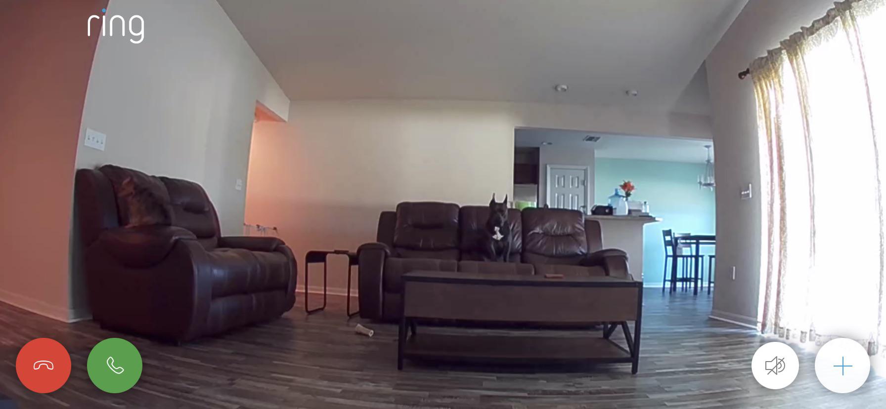 I love checking on my pups to find Baloo just staring into the camera | Scrolller