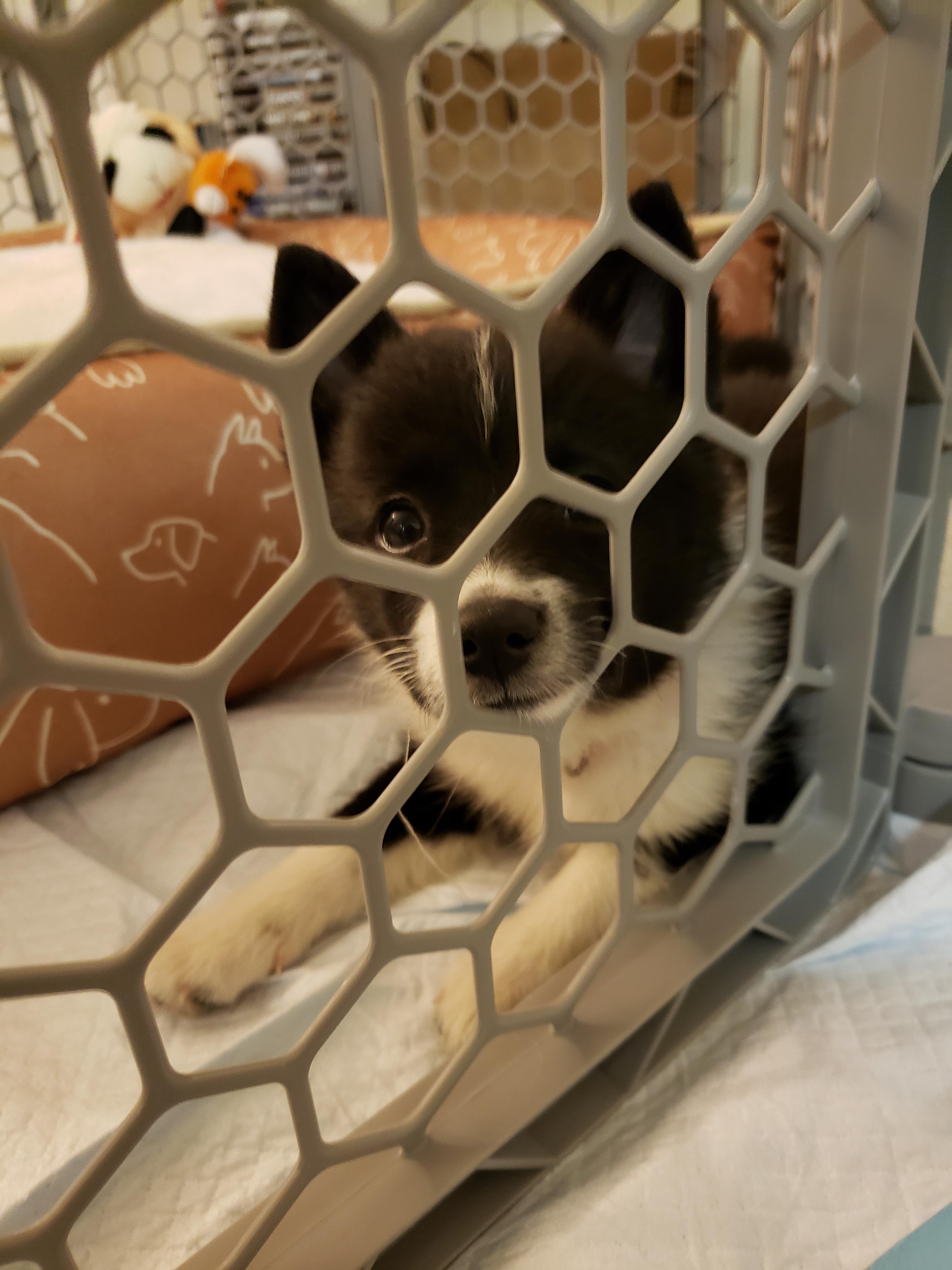 I love it when she sticks her snoot out of her play pen. | Scrolller