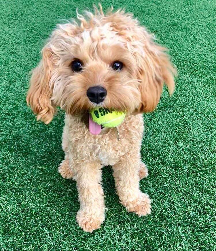 I love my ball | Scrolller