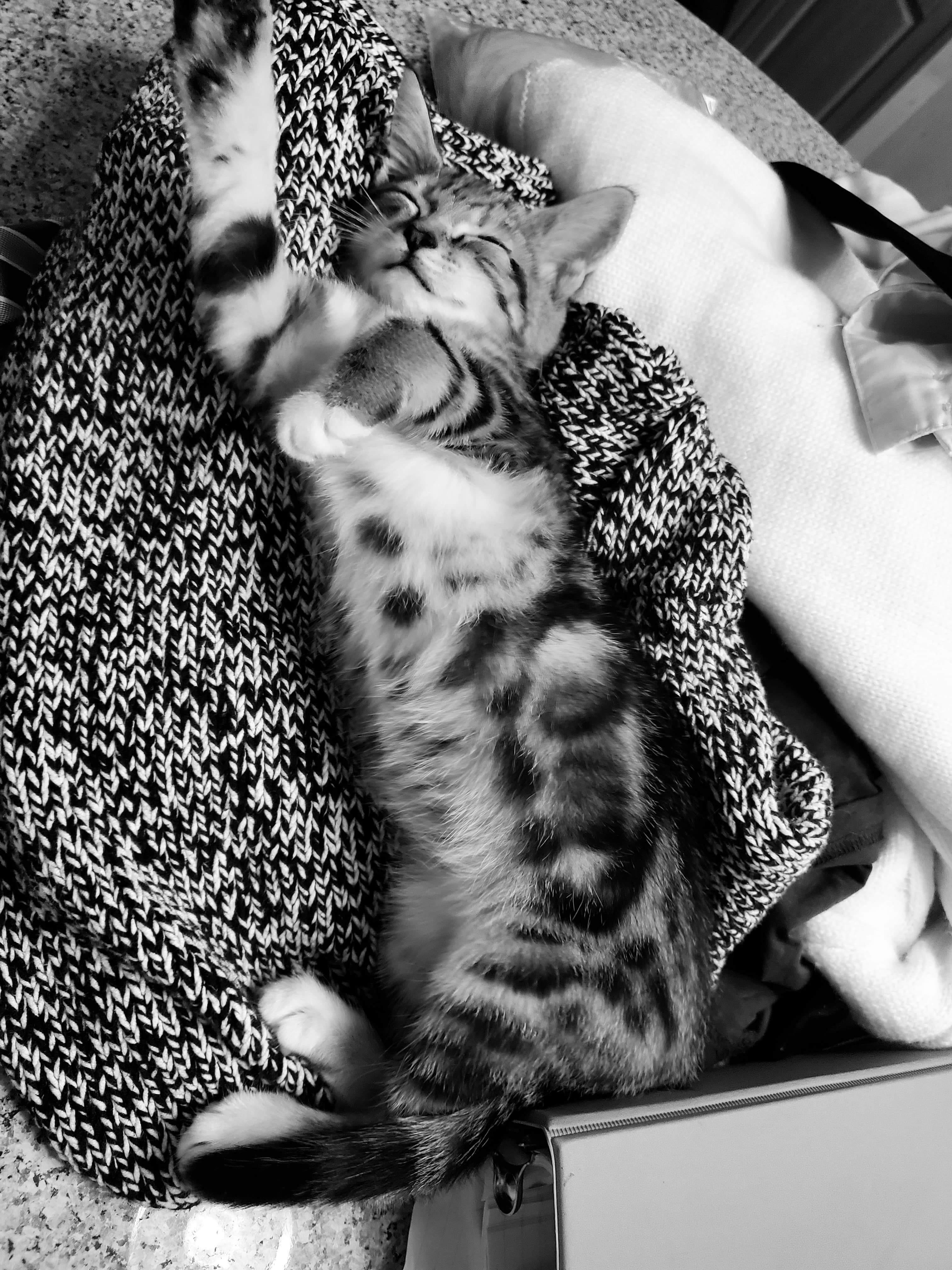 I love my kittens pattern! She’s beautiful | Scrolller