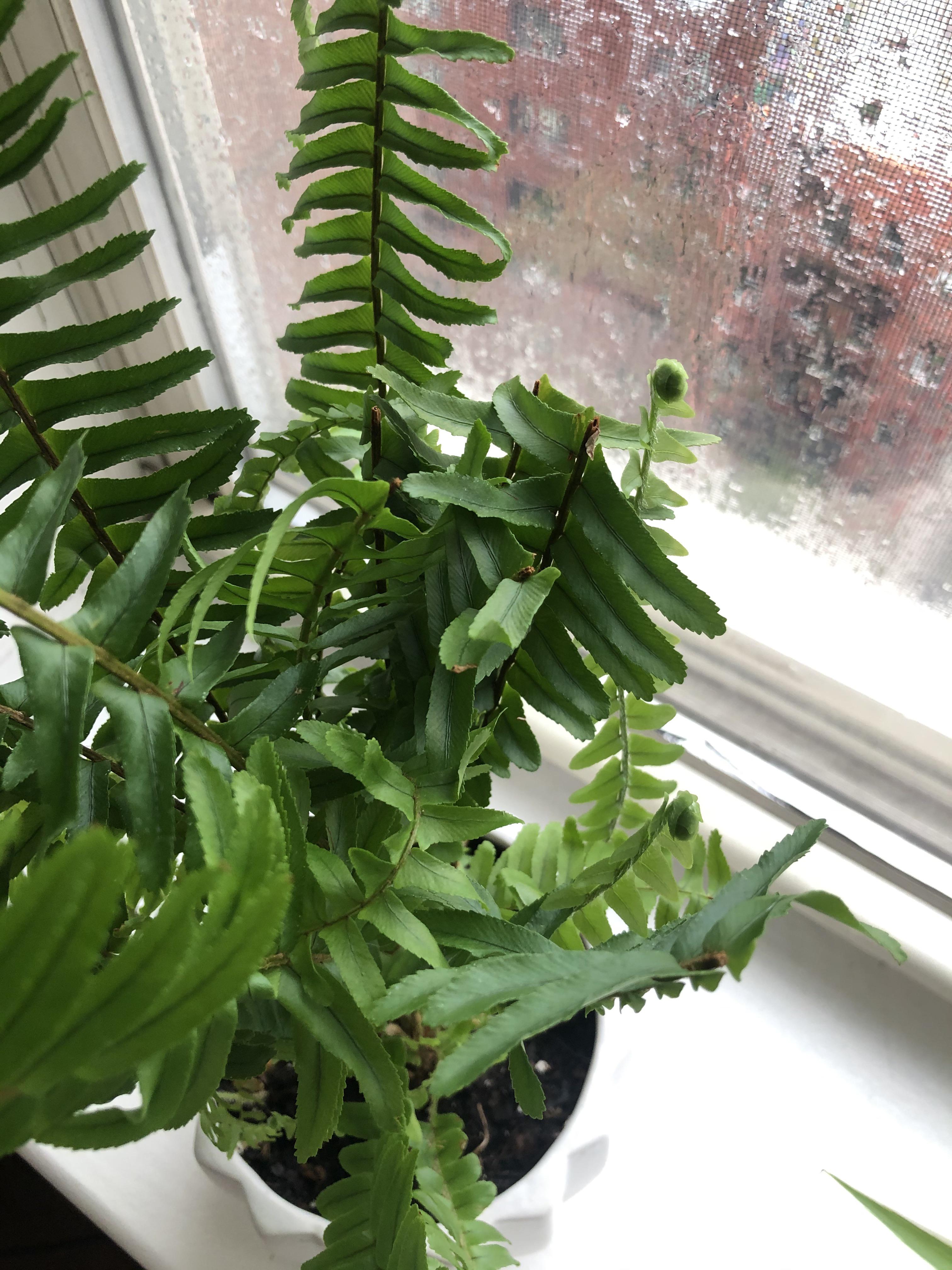I love these little leaves unfurling on my fern! Looks like tiny little roses. 😻 | Scrolller