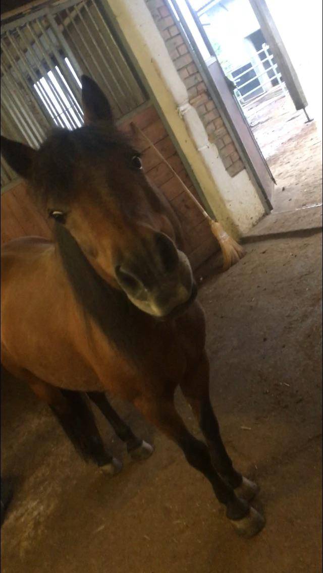 I love this look she gives me when I enter the stable | Scrolller