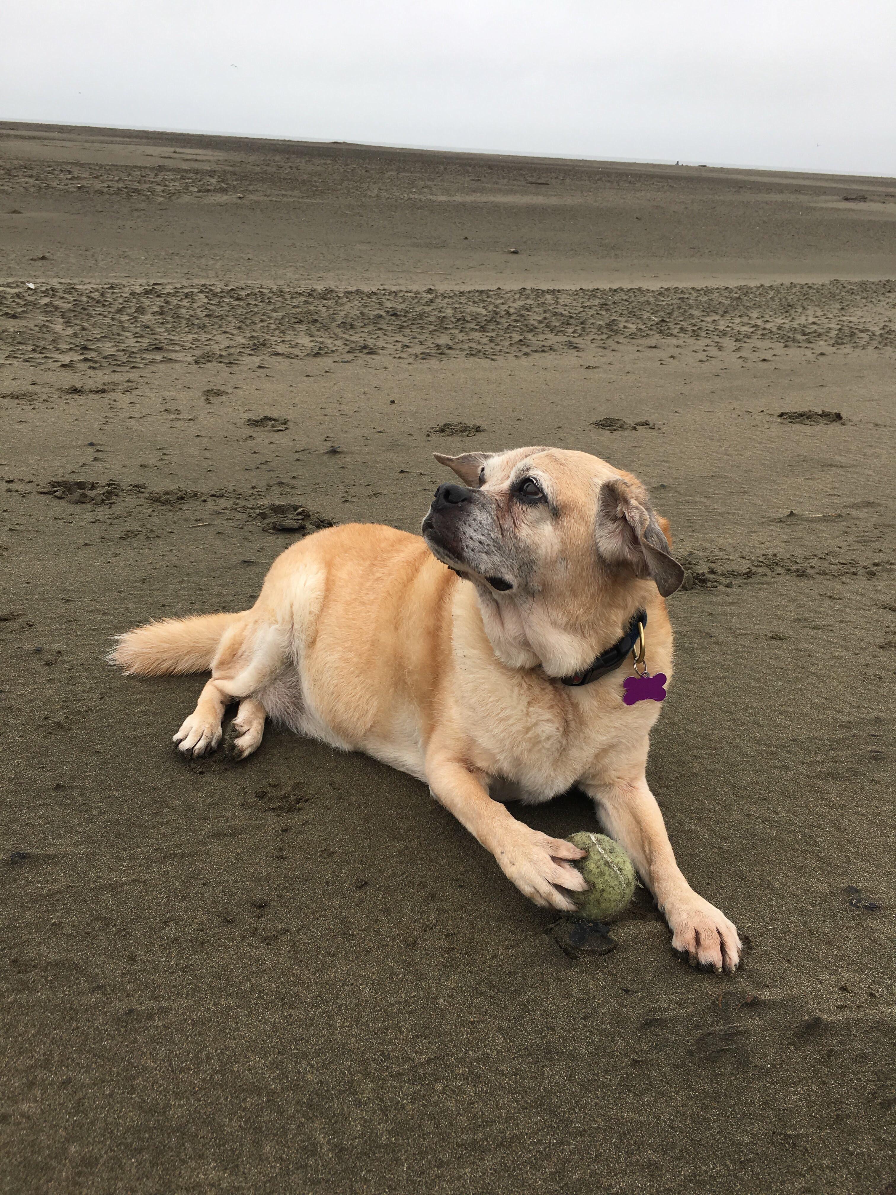 I’m missing Molly extra hard tonight. Please snuggle your puggles for me. ️ | Scrolller