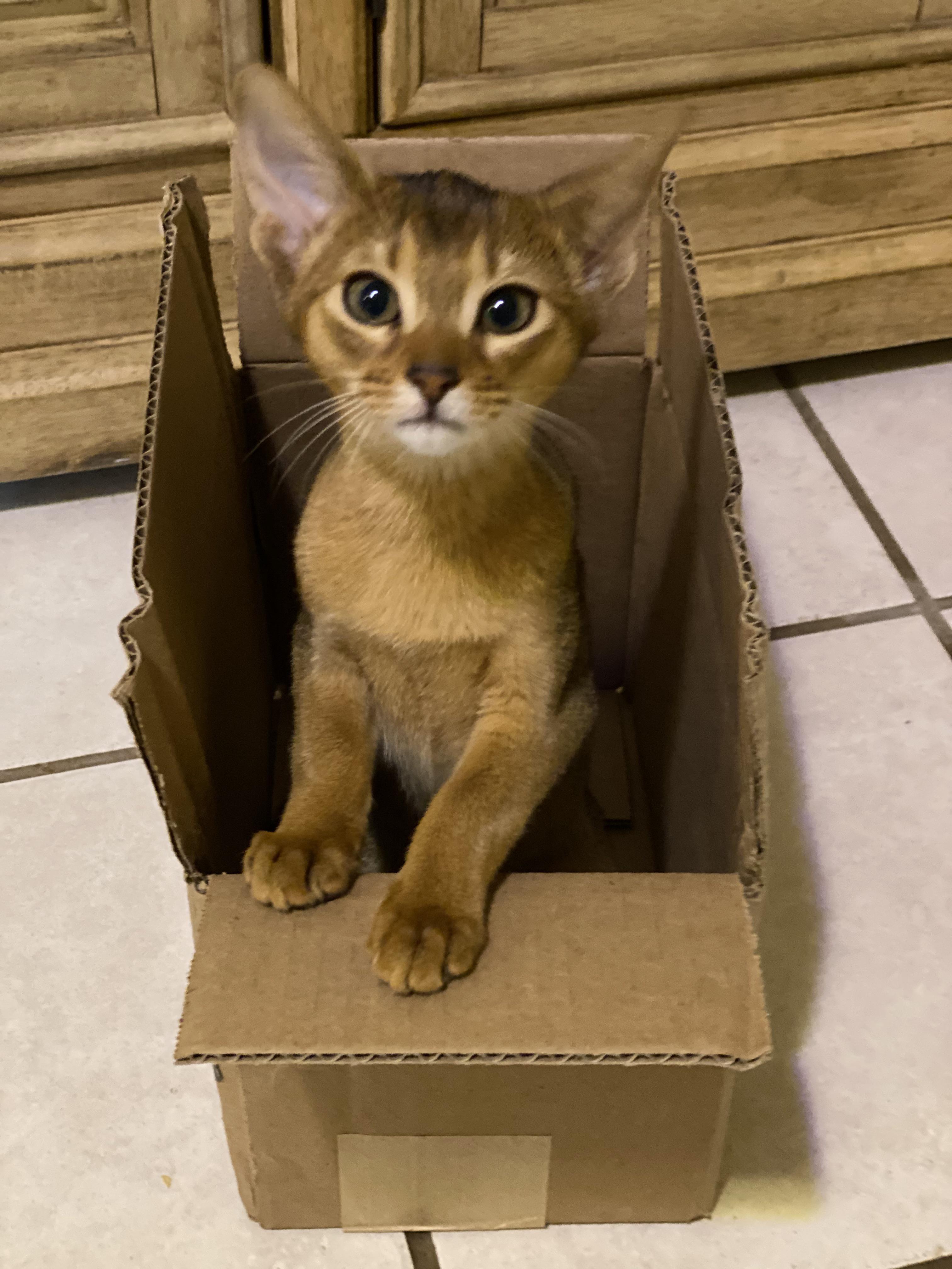 I’m. The cat. In the box. | Scrolller