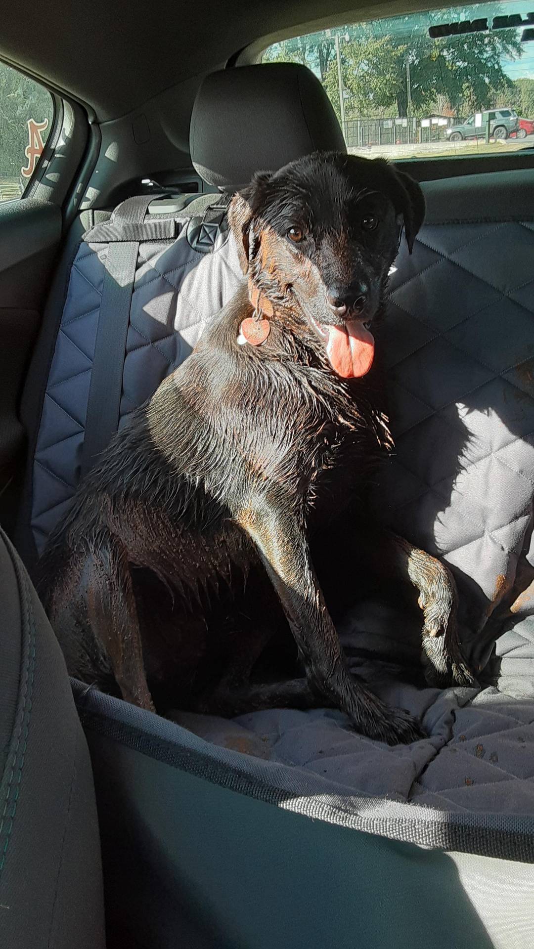 I may still be cleaning dirt out of my car, but he loved his mud bath. I can't say he loved the ...