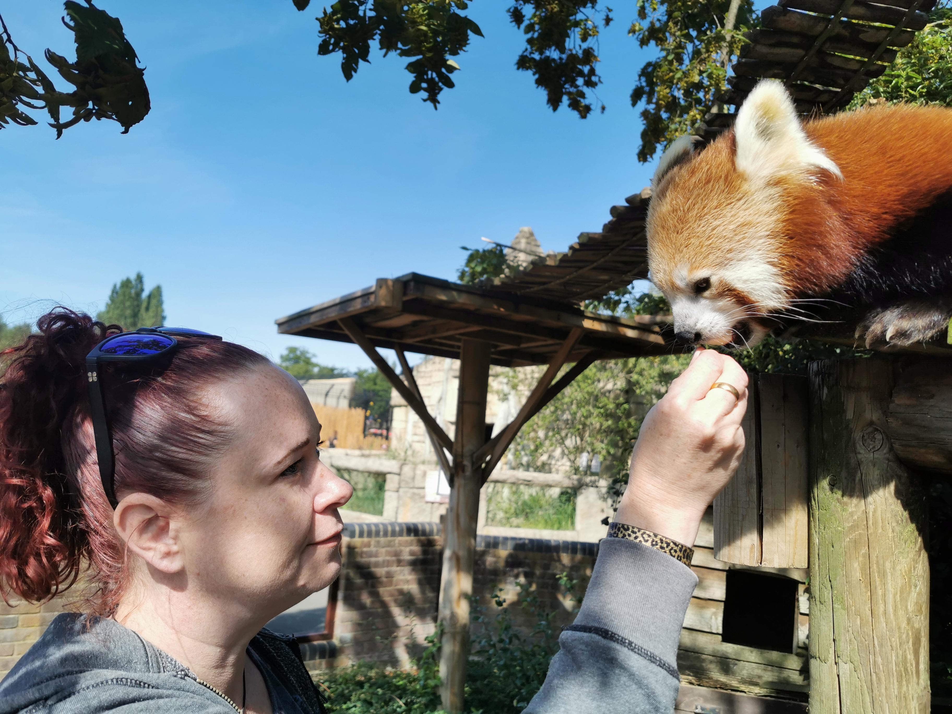 I met Lily the Red Panda today | Scrolller