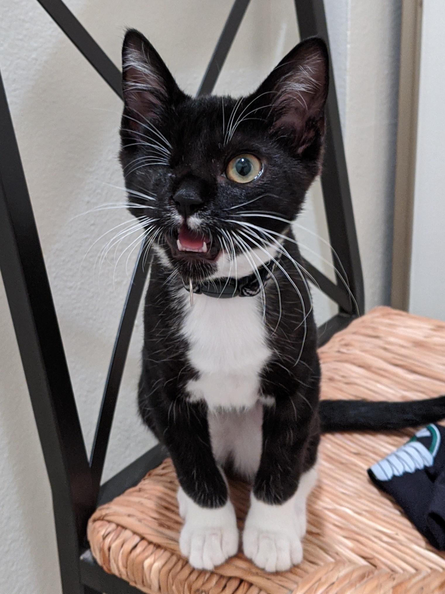 I need food human!!! | Scrolller