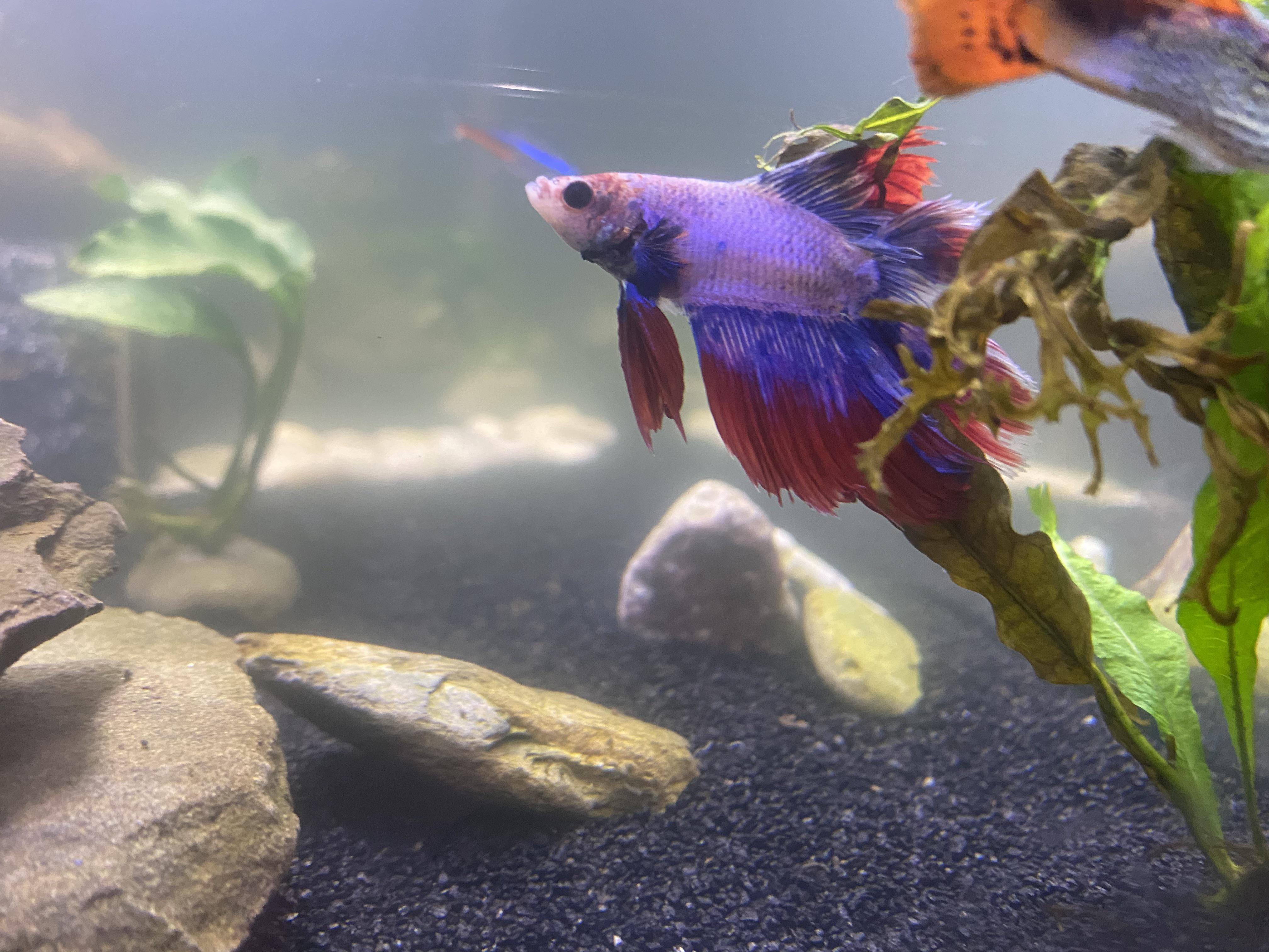 I need help naming my boy! | Scrolller