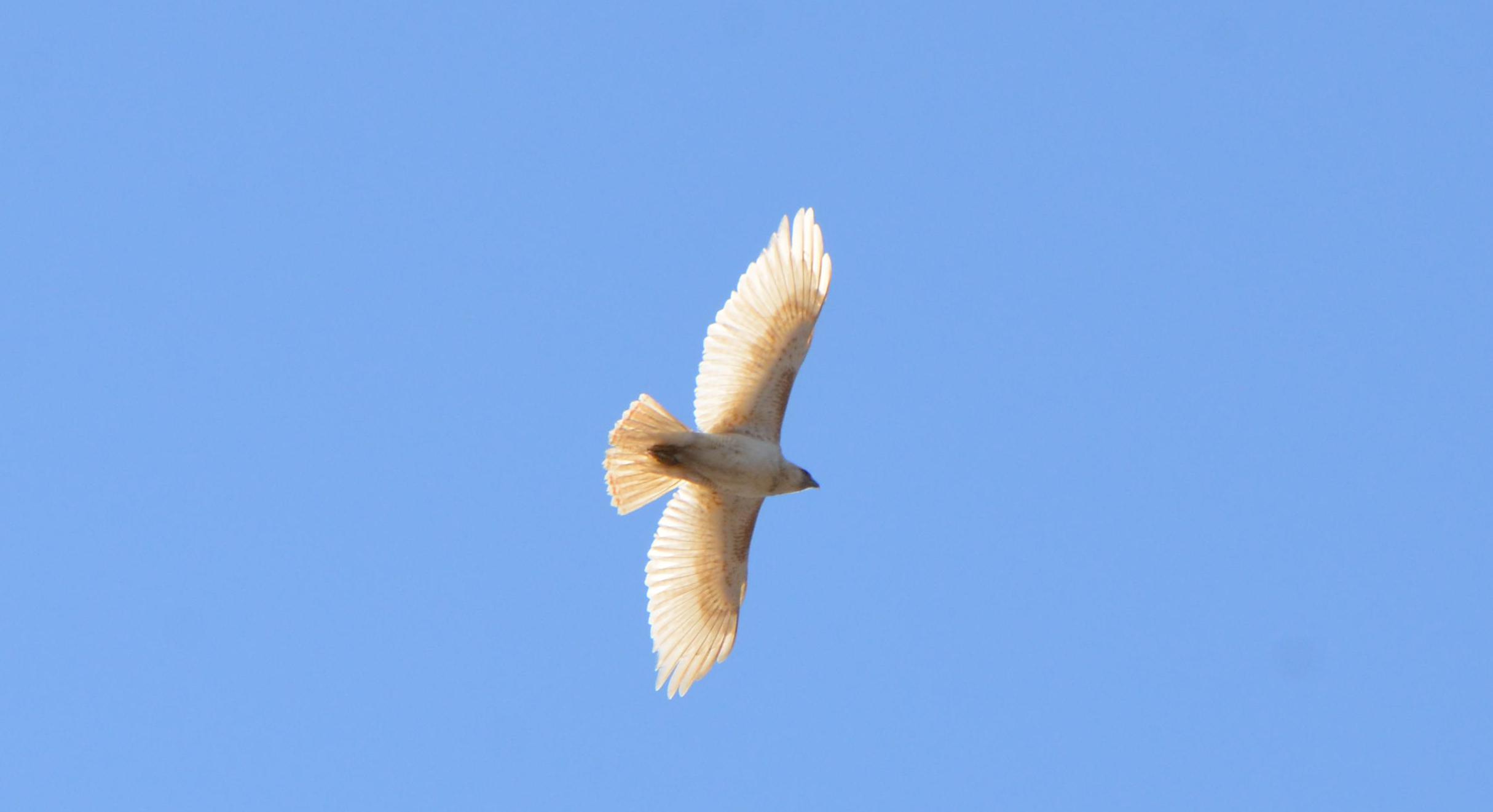 I photographed this rare leucistic hawk! | Scrolller