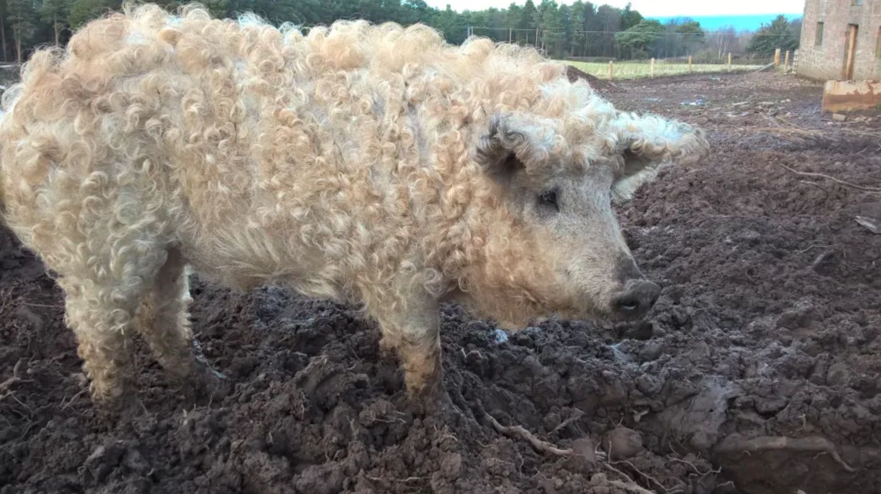 I present you this curly Mangalica pig | Scrolller