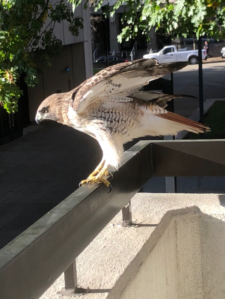 I saw a very cool bird | Scrolller