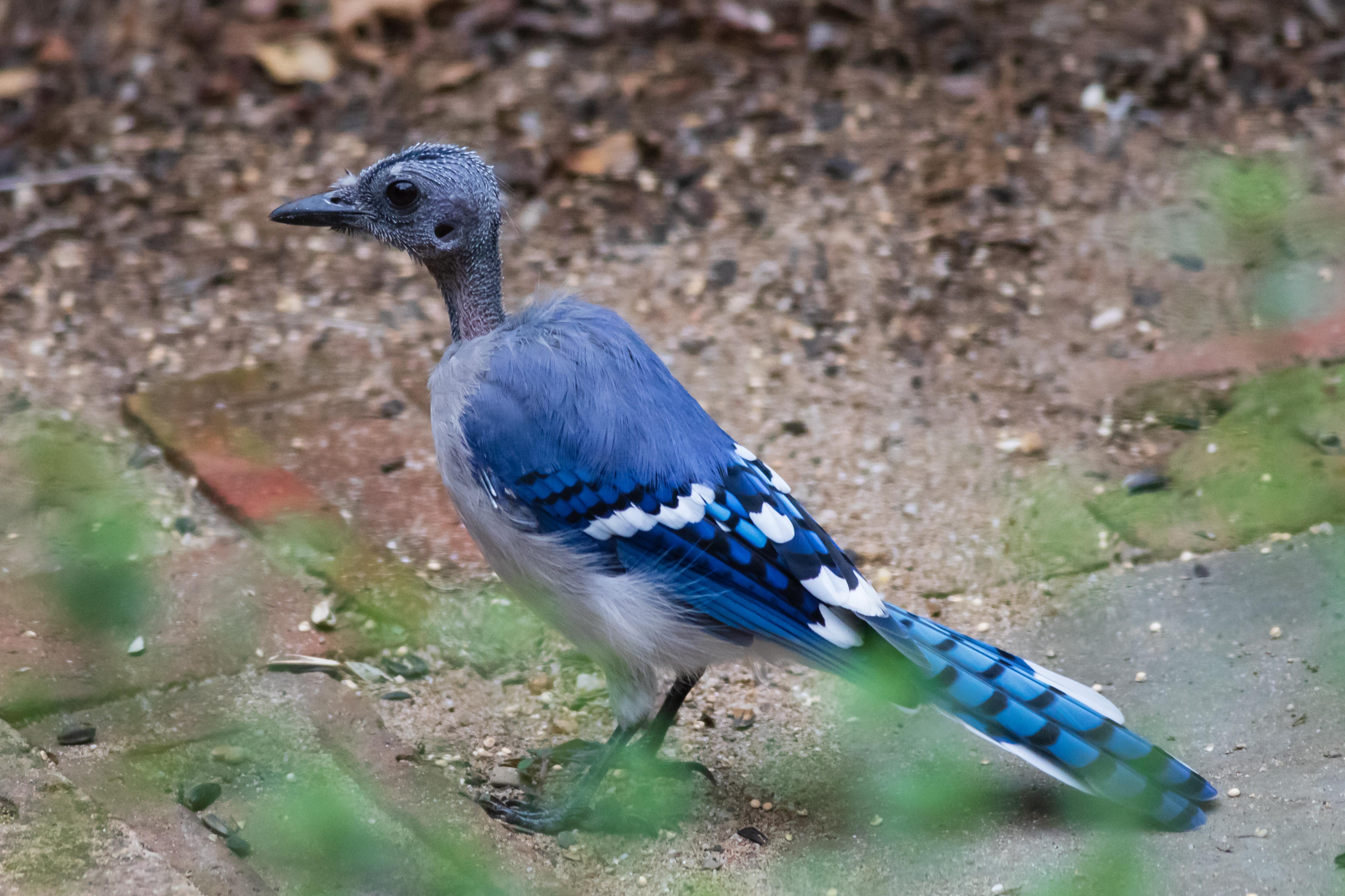 I see a lot of bald Cardinals on here. How about a bald Blue Jay? | Scrolller