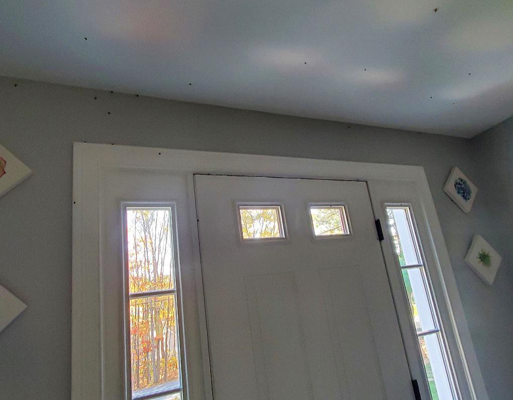 I see your stink-bug infestation & raise you a ladybug invasion. | Scrolller