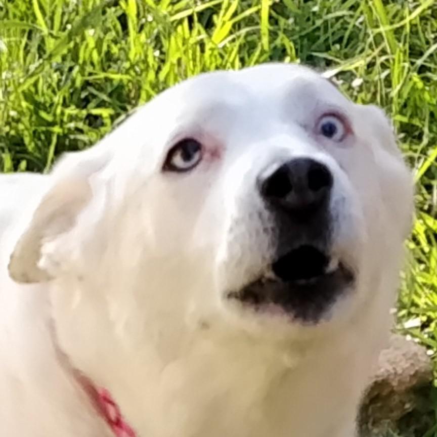 I snuck around the side gate and caught her digging in the yard. | Scrolller