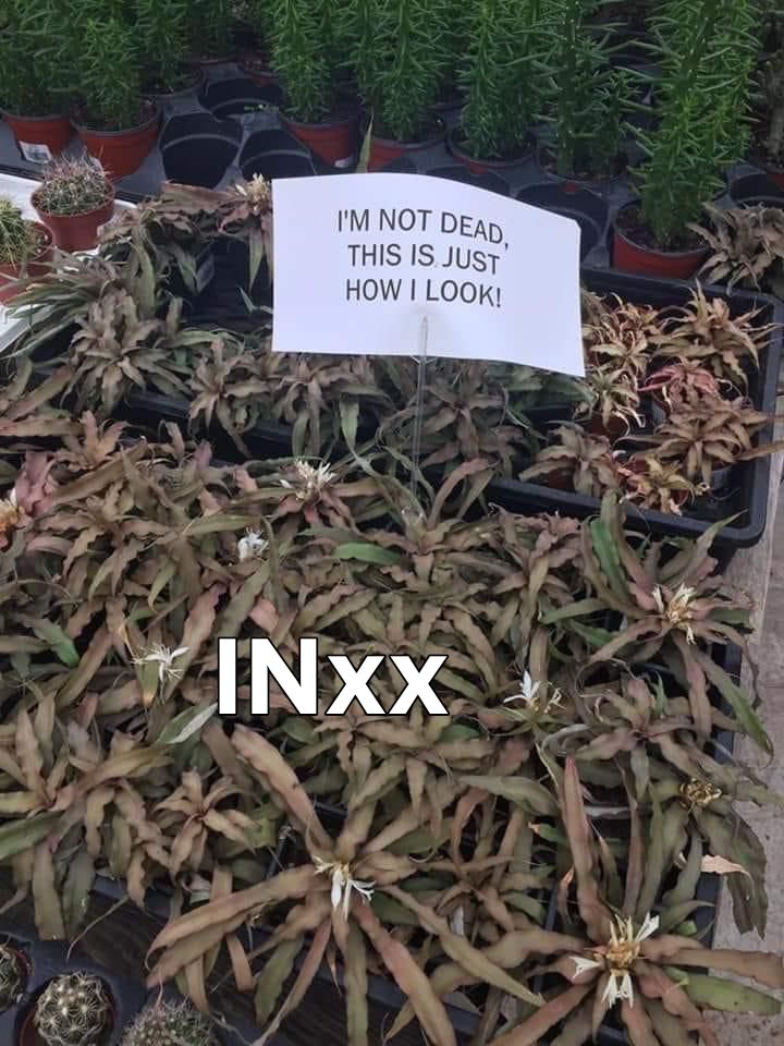 I swear we're not actually dead | Scrolller