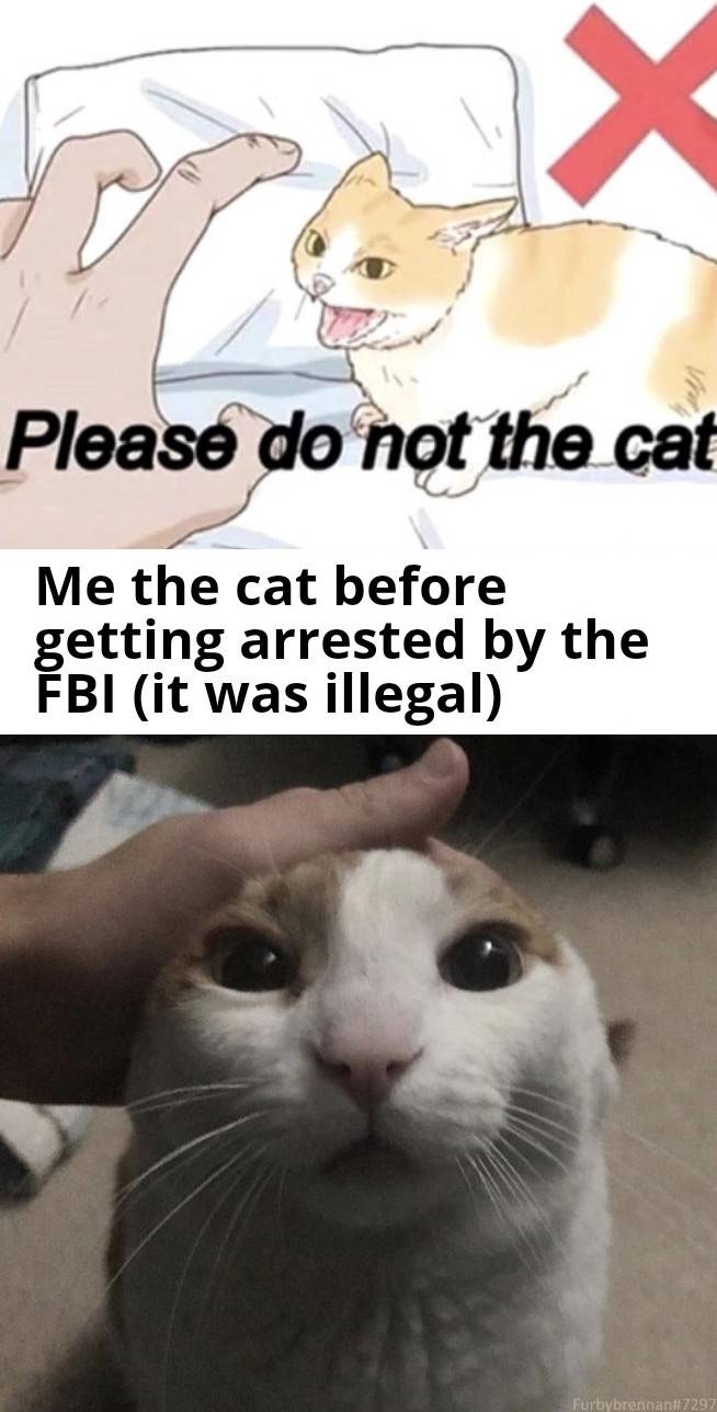 I the cat the same cat from the please do not the cat meme | Scrolller