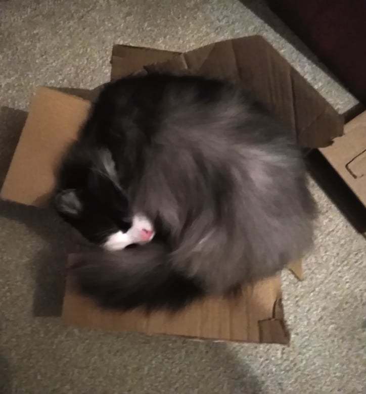 I think it's safe to say that His Majesty loves his new bed | Scrolller