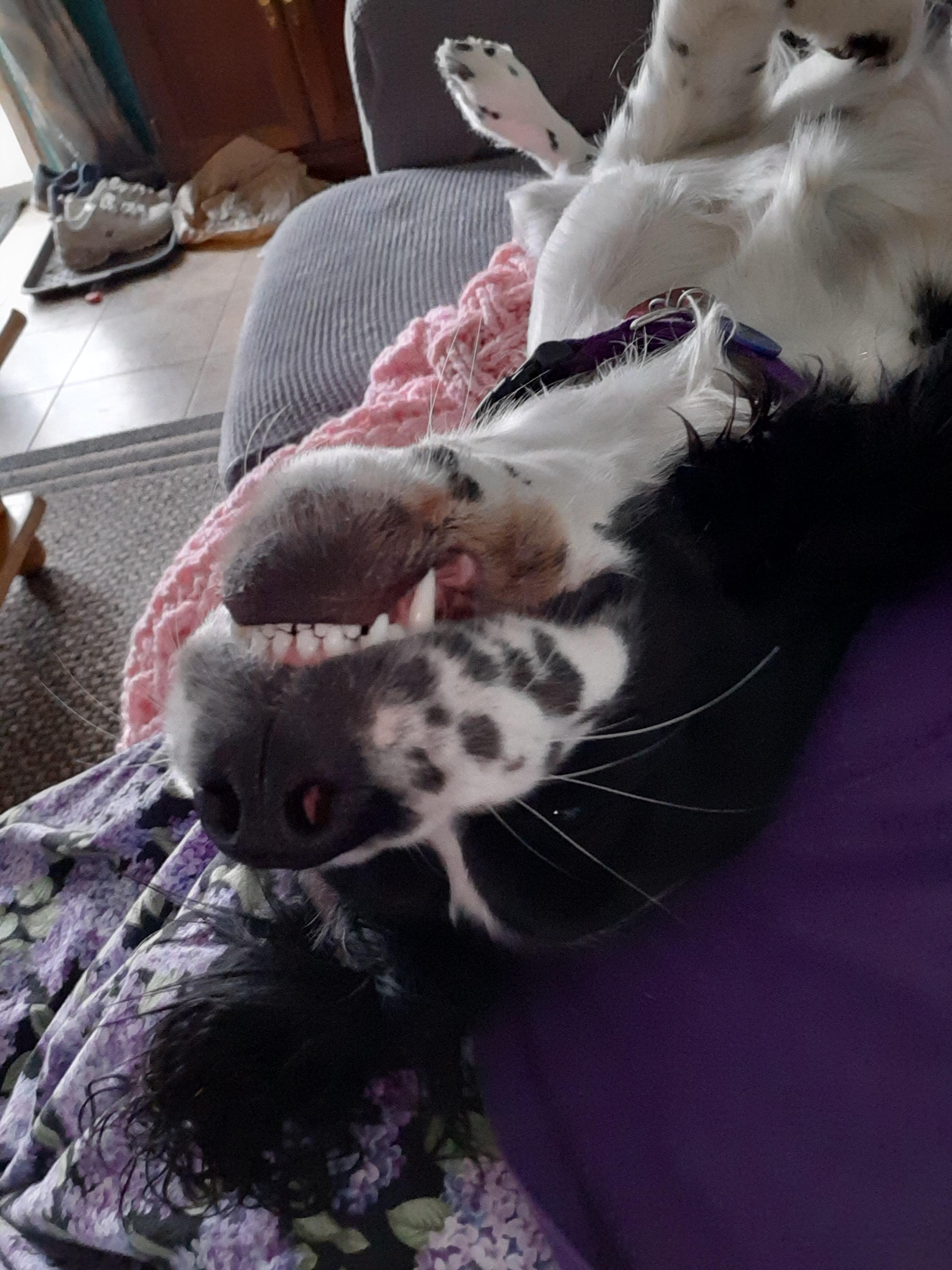 I think she's broken. | Scrolller