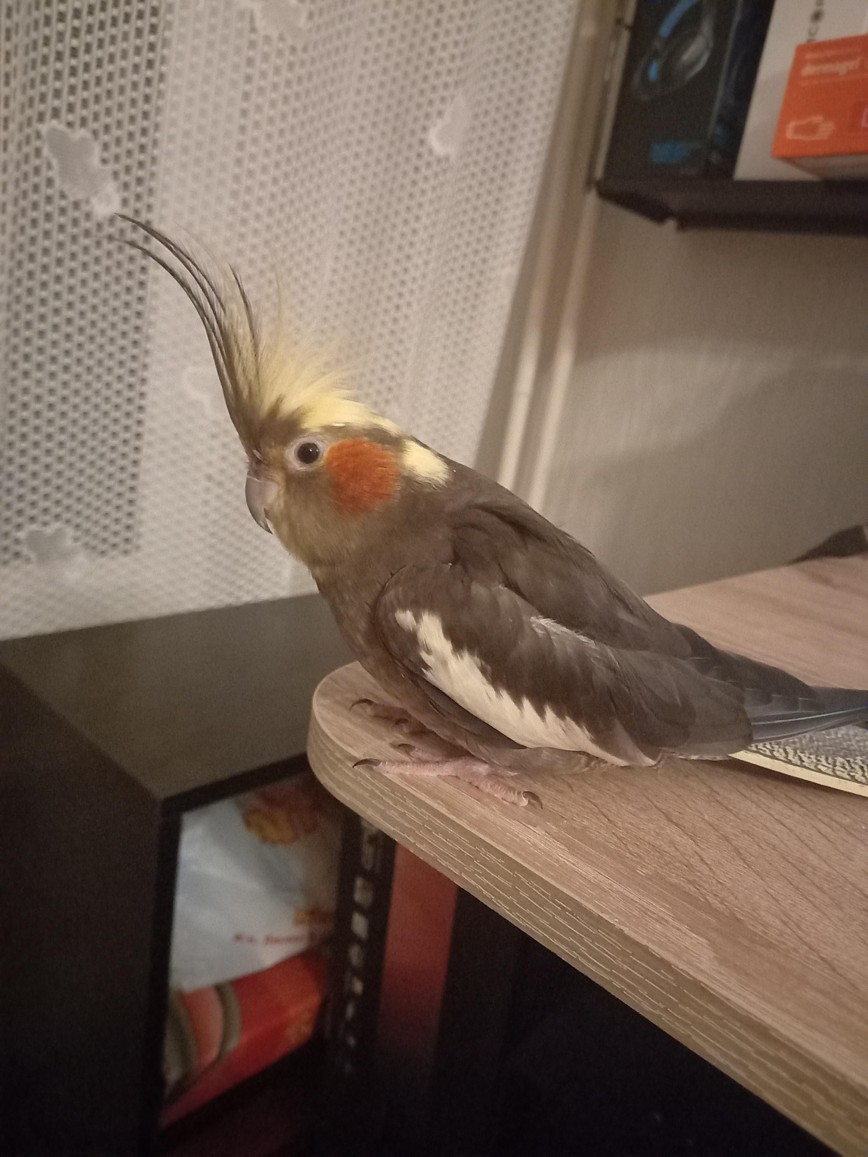 I think this is my favourite photo of my birb. Her name is Chiko. | Scrolller