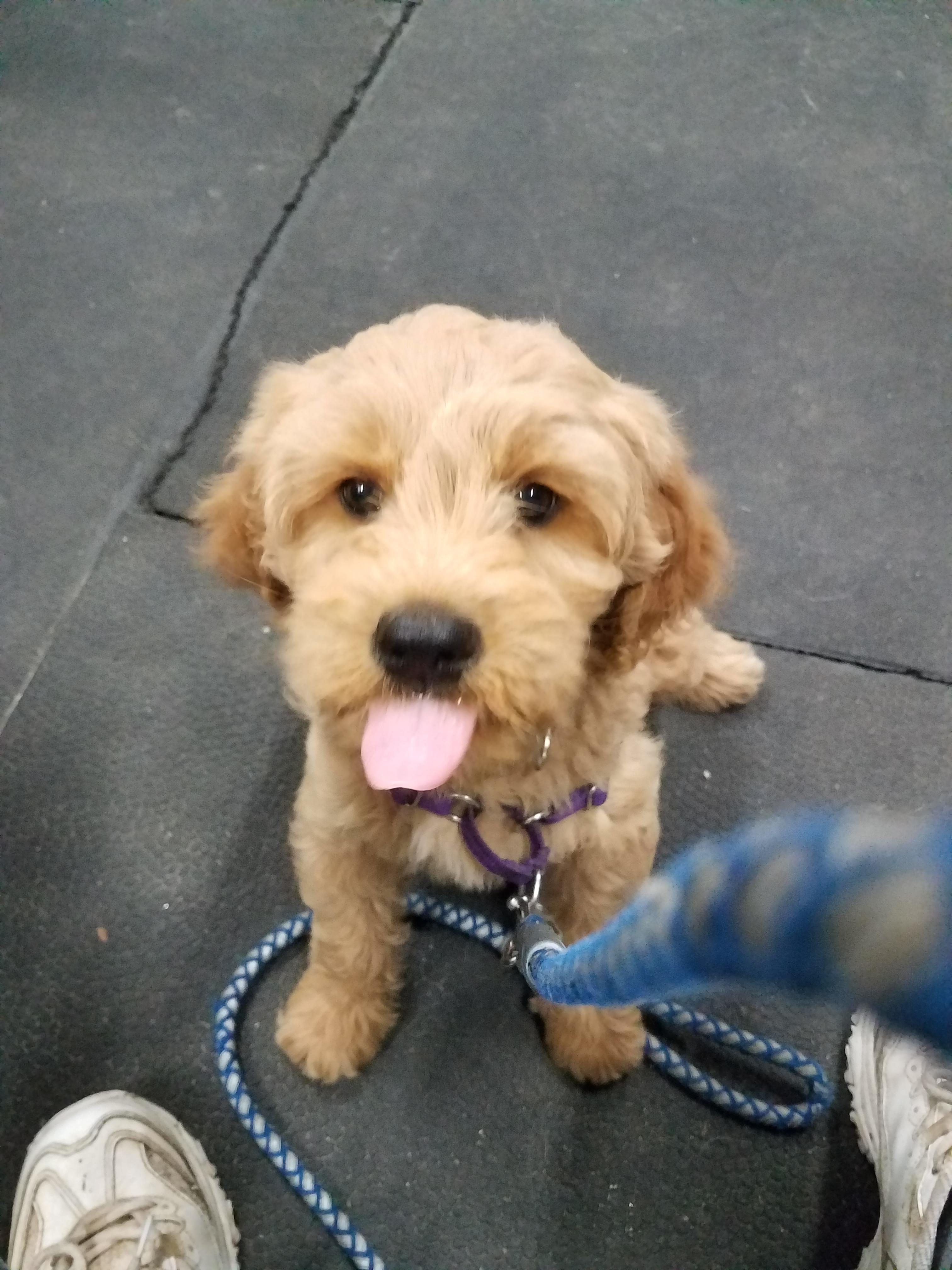 I train puppies for a living- here is one of our newest posing for a ...