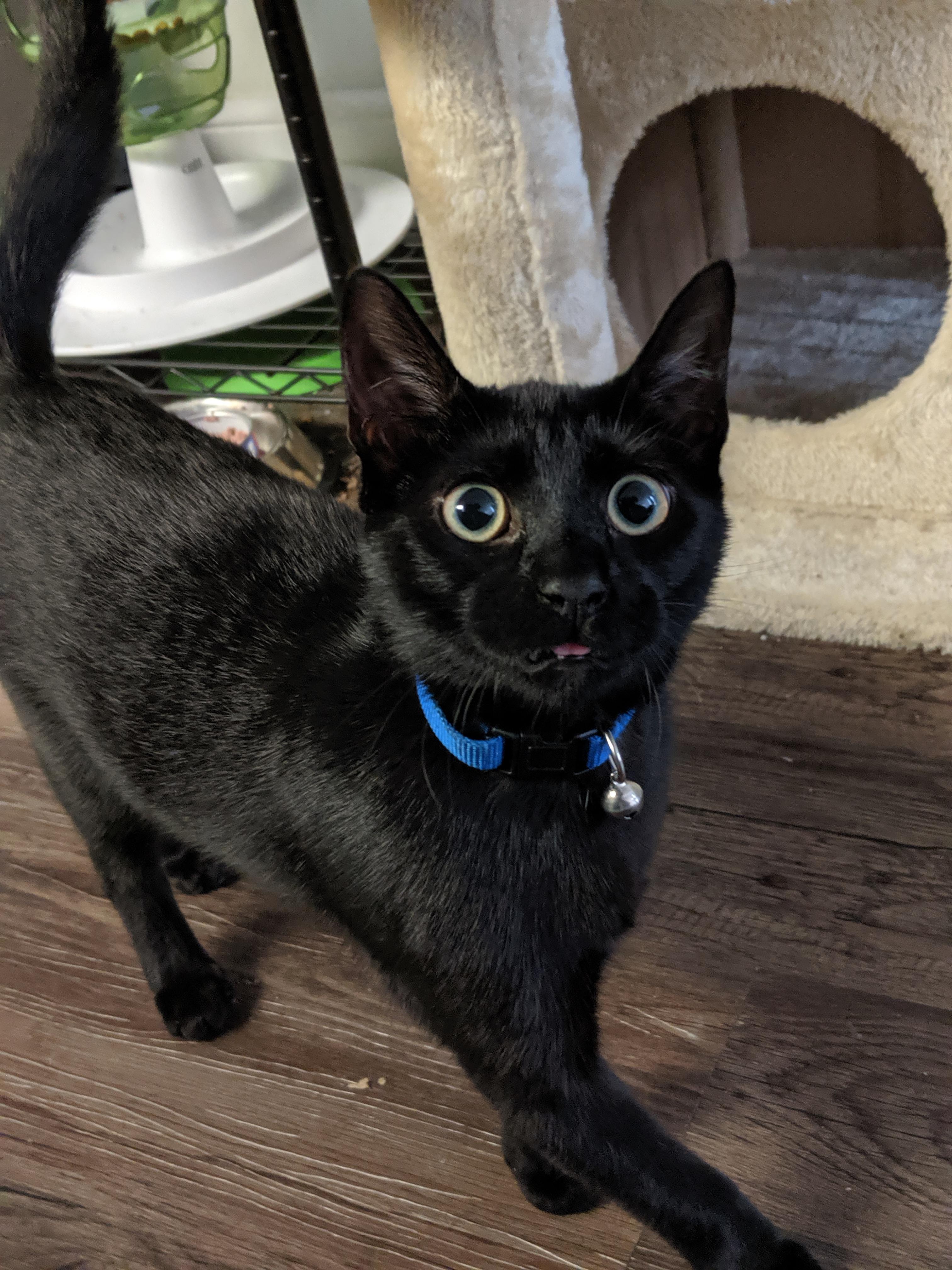 I waited five months to catch his first blep! | Scrolller