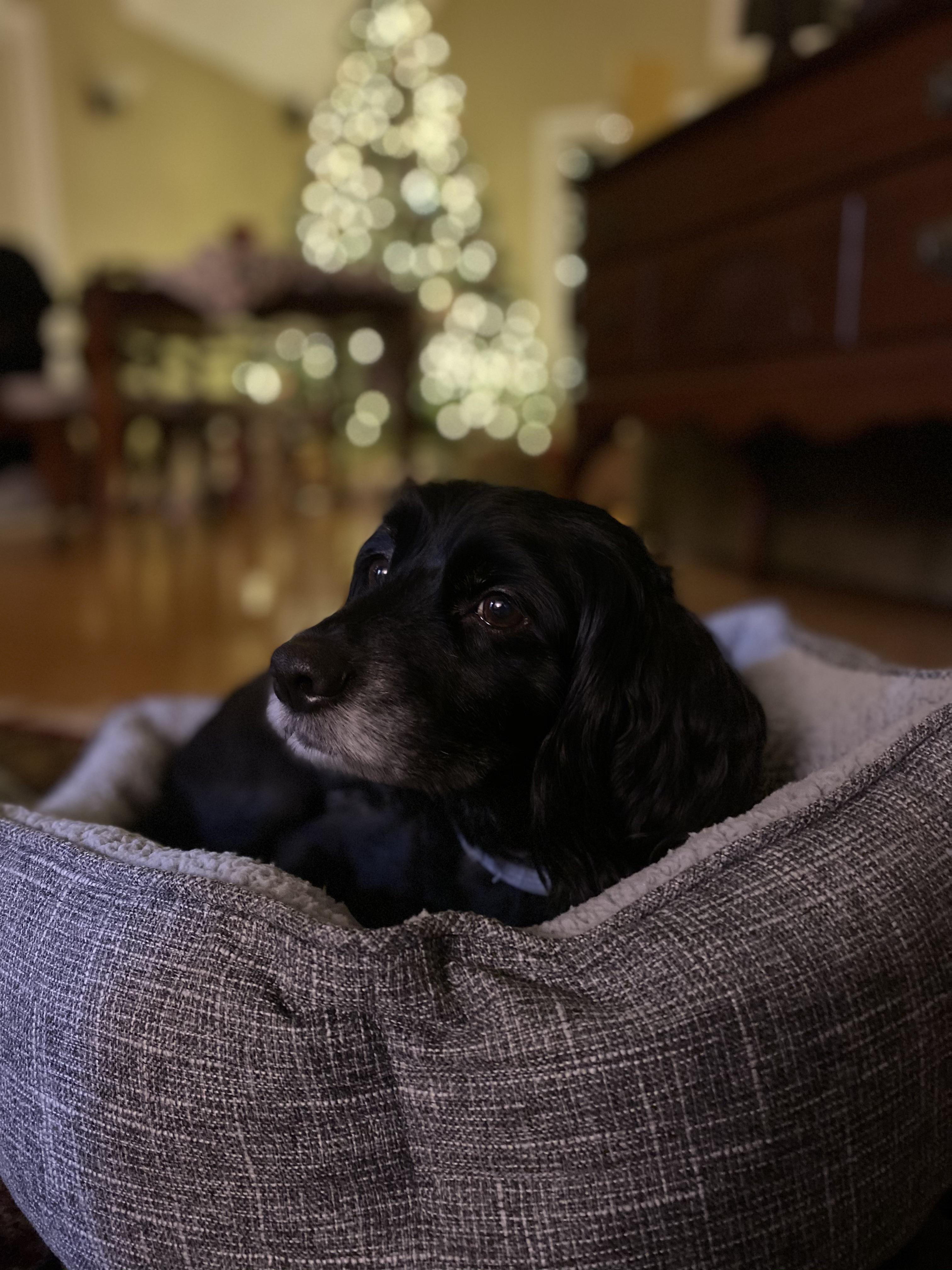 I want pets, not photos. | Scrolller