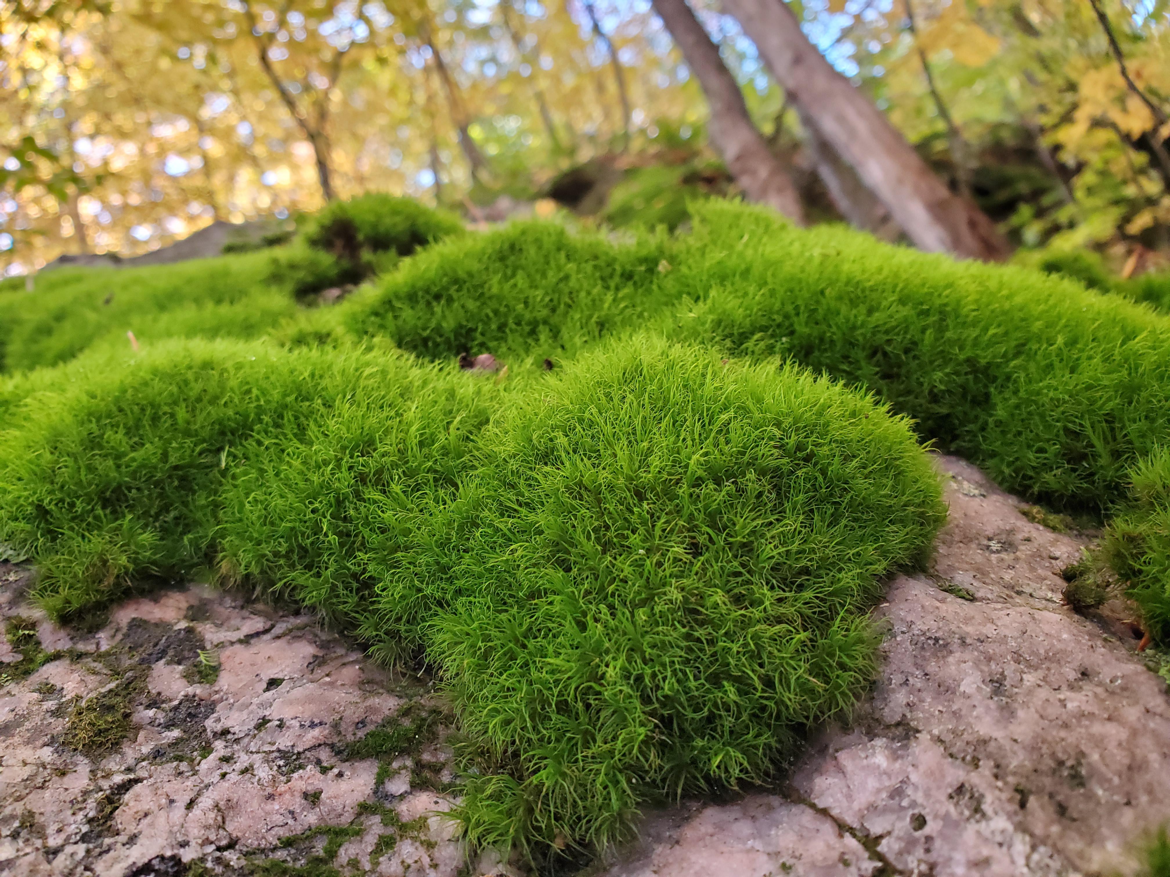 I wanted to share my love for moss. | Scrolller