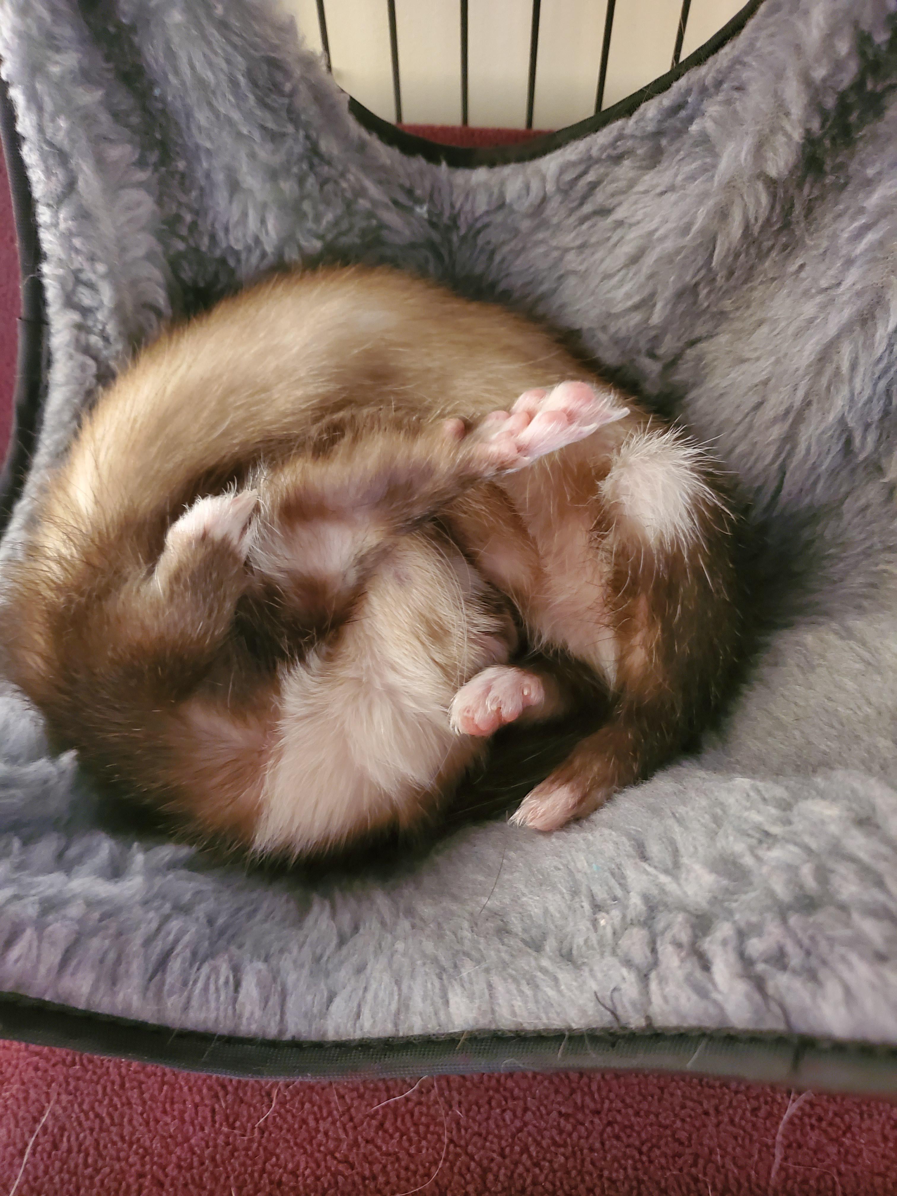 I will never not be impressed with how flexible ferrets are, especially when they sleep. 😆 I ...