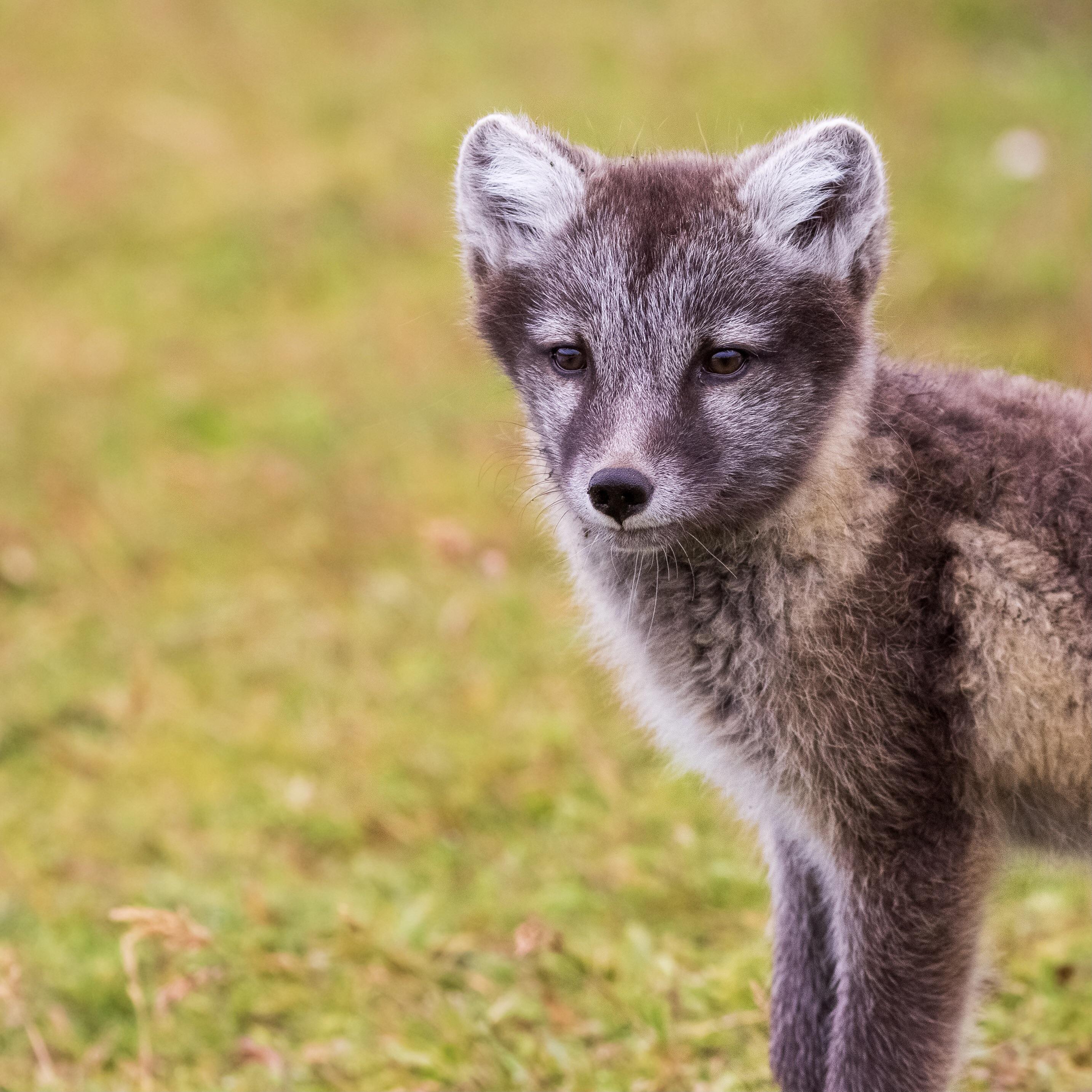 Icelandic Arctic Fox Cub | Scrolller