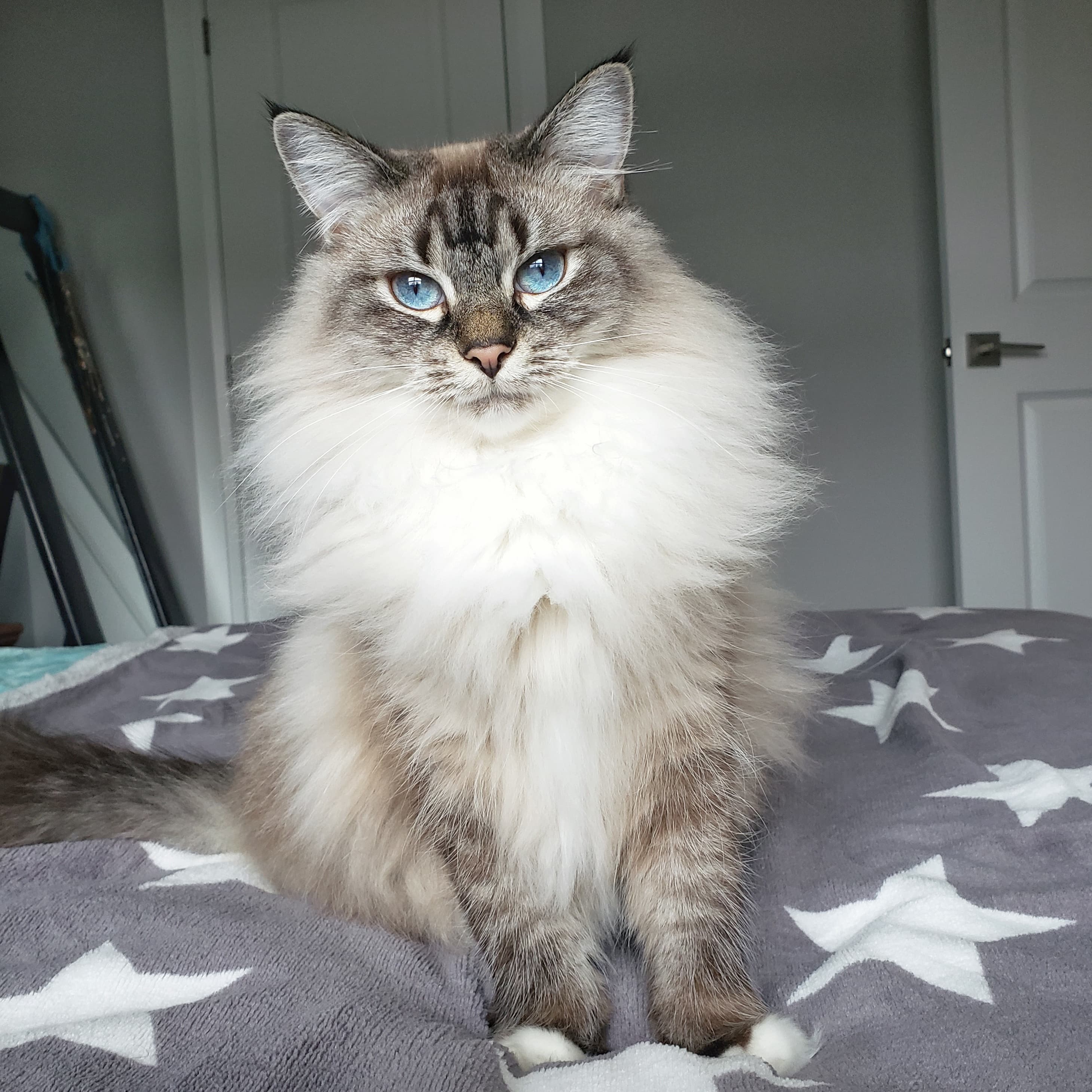 Icy Eyed White Walker Floof | Scrolller