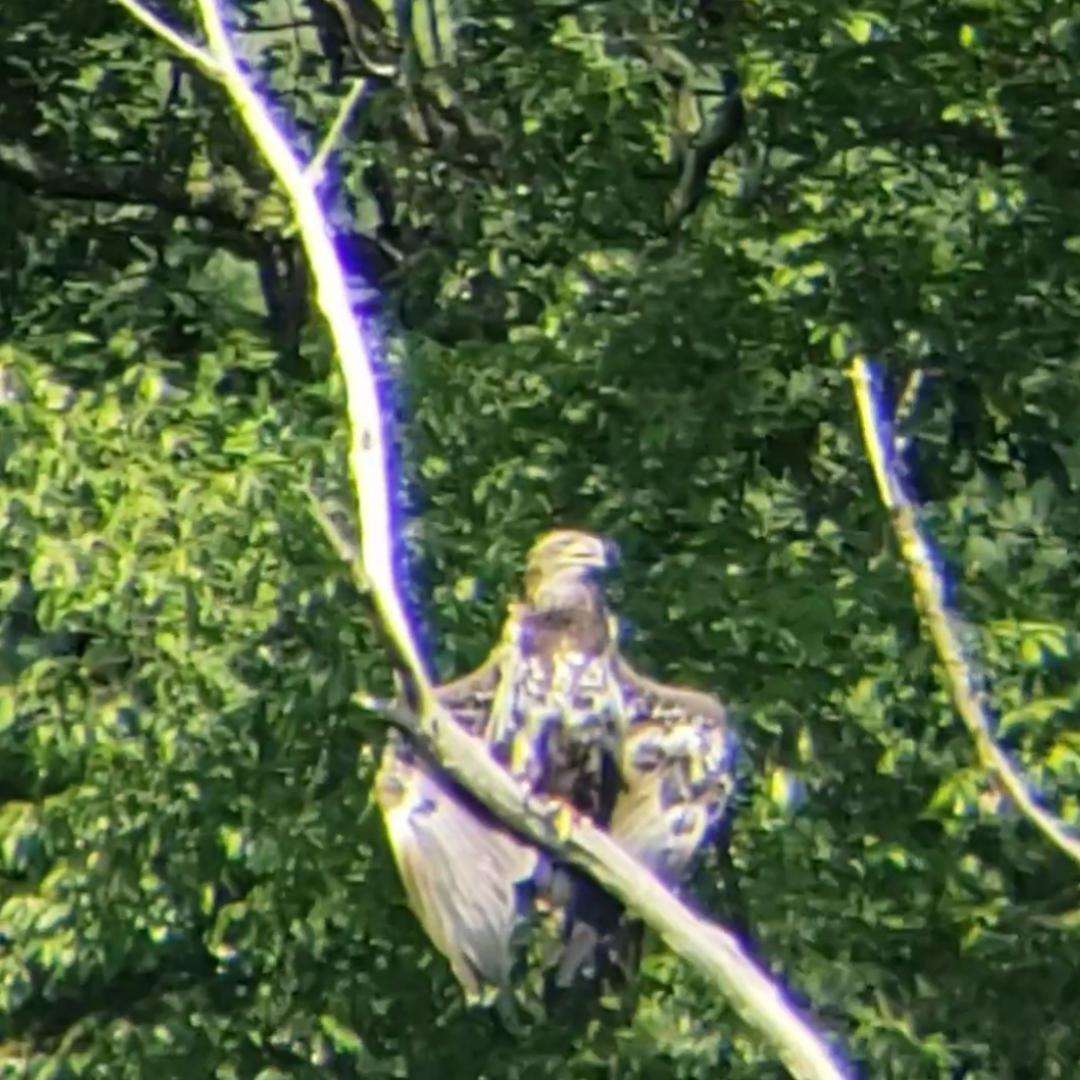 ID on this beautiful raptor in my backyard? | Scrolller