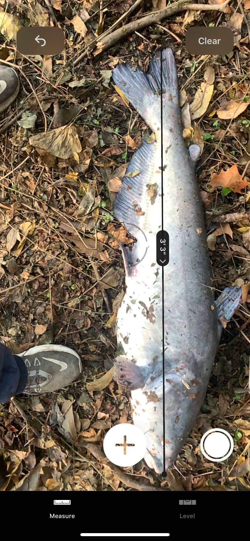 Identification help. What kind of catfish is this? | Scrolller