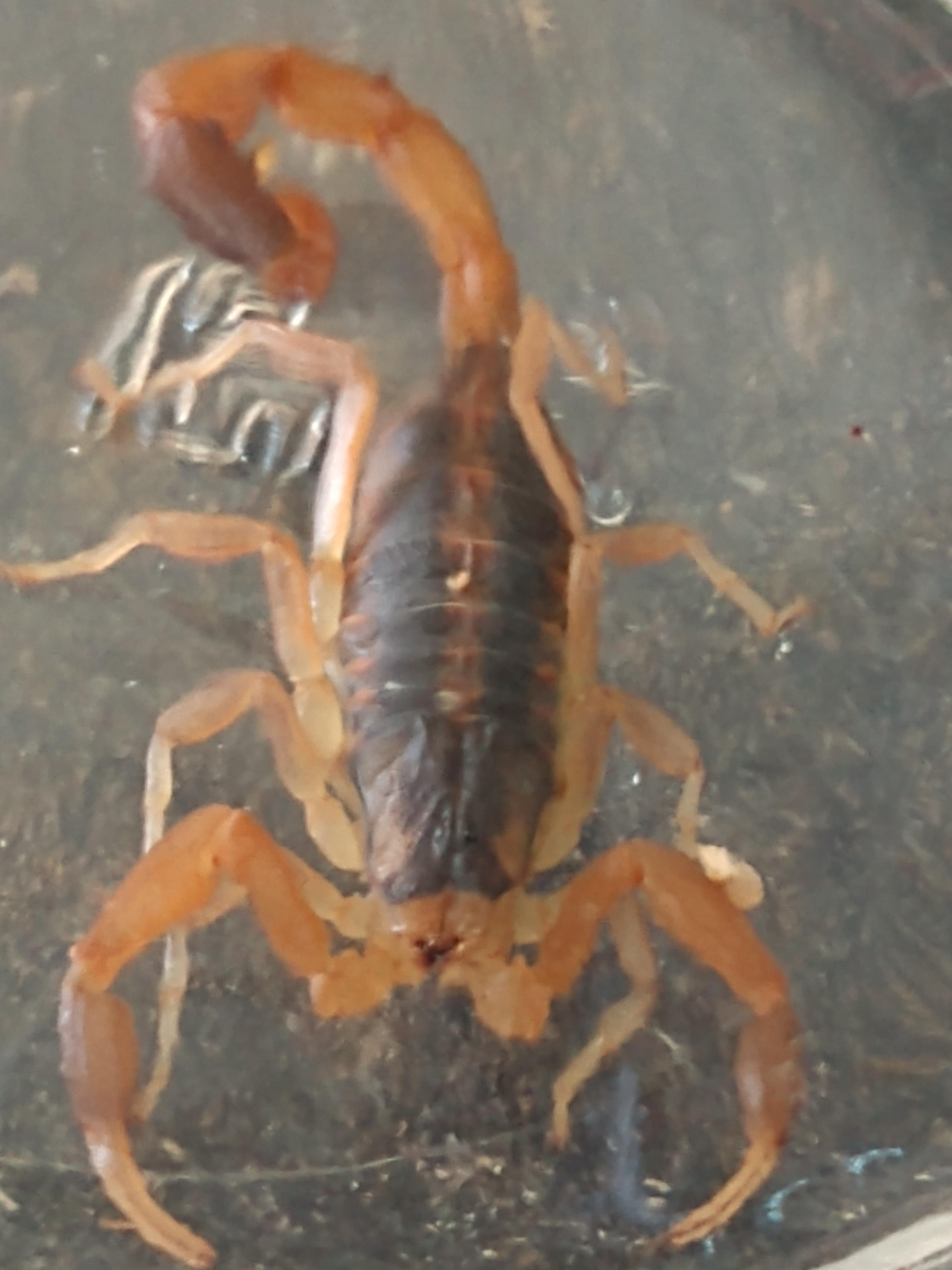 Identification please? | Scrolller