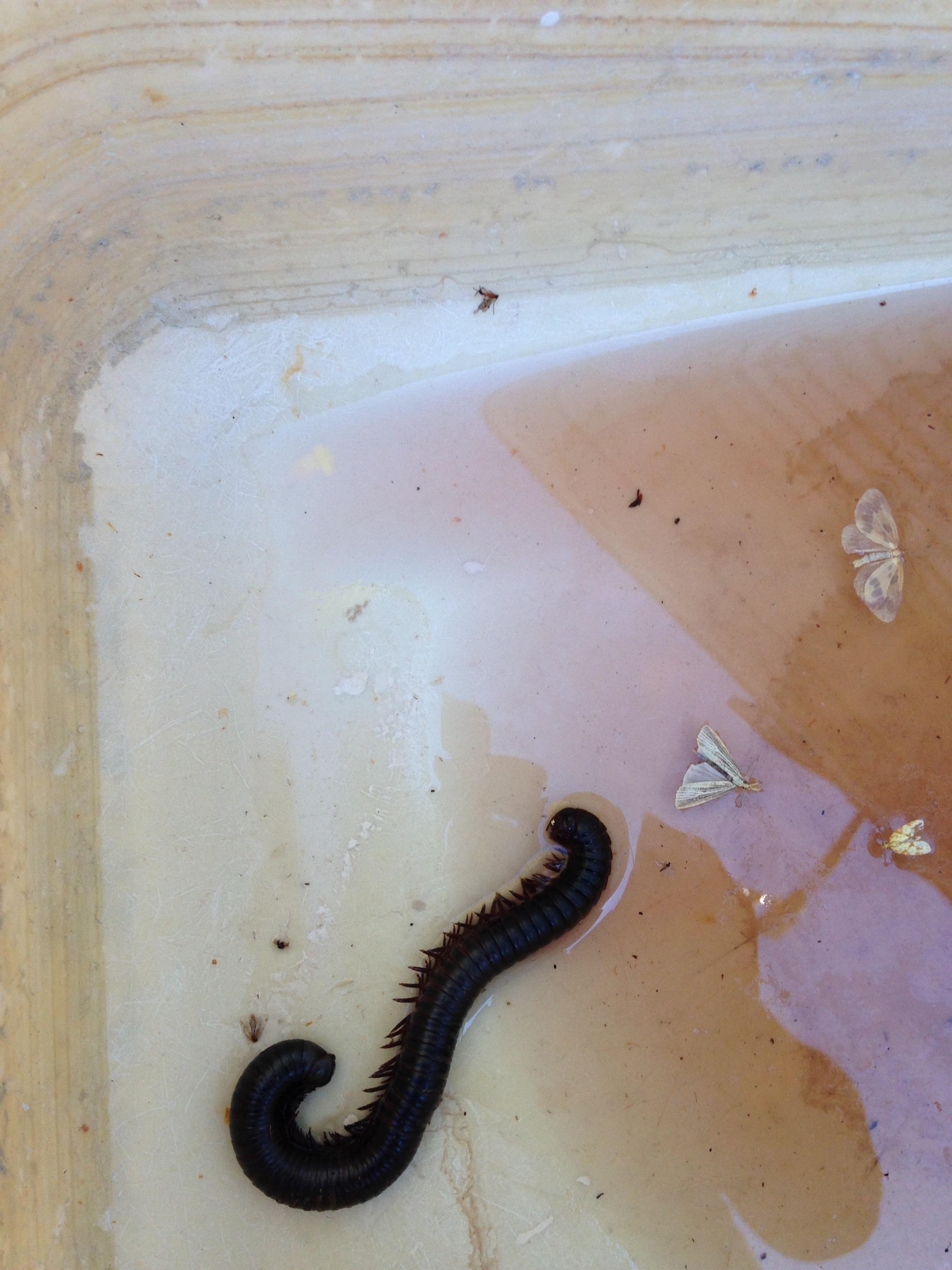 Identify: Dad needs your help! What is this creature?! Thx | Scrolller