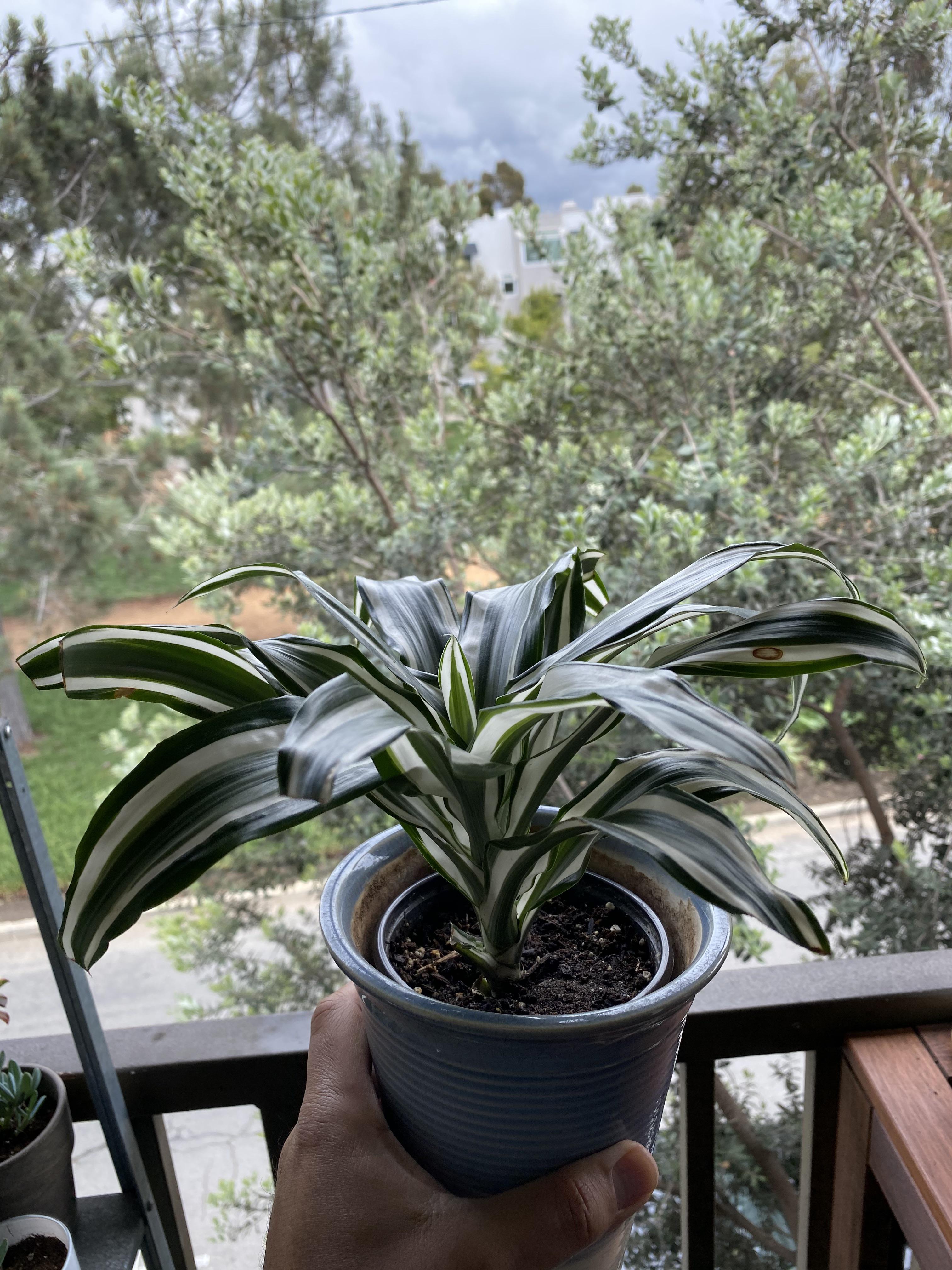 Identify this plant please..: | Scrolller