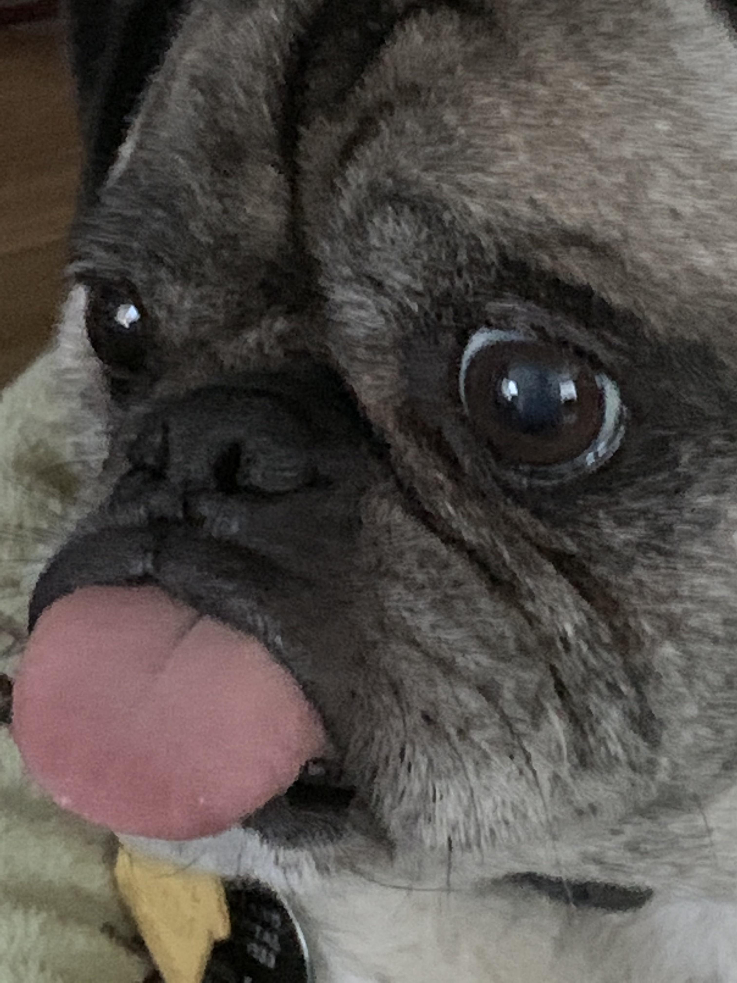 Idk her just looks derpy!😂 This is bubba the Pug | Scrolller